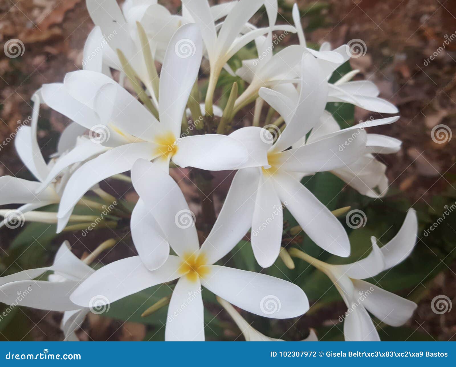 Flower capture stock photo. Image of caption, flower - 102307972