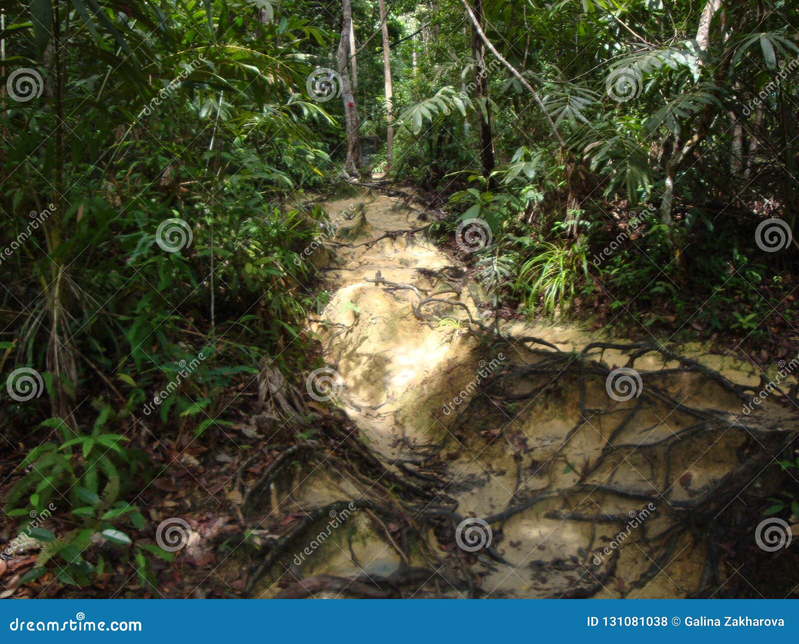 Intertwined Tree Roots on Jungle Trail. Stock Photo - Image of exotic ...