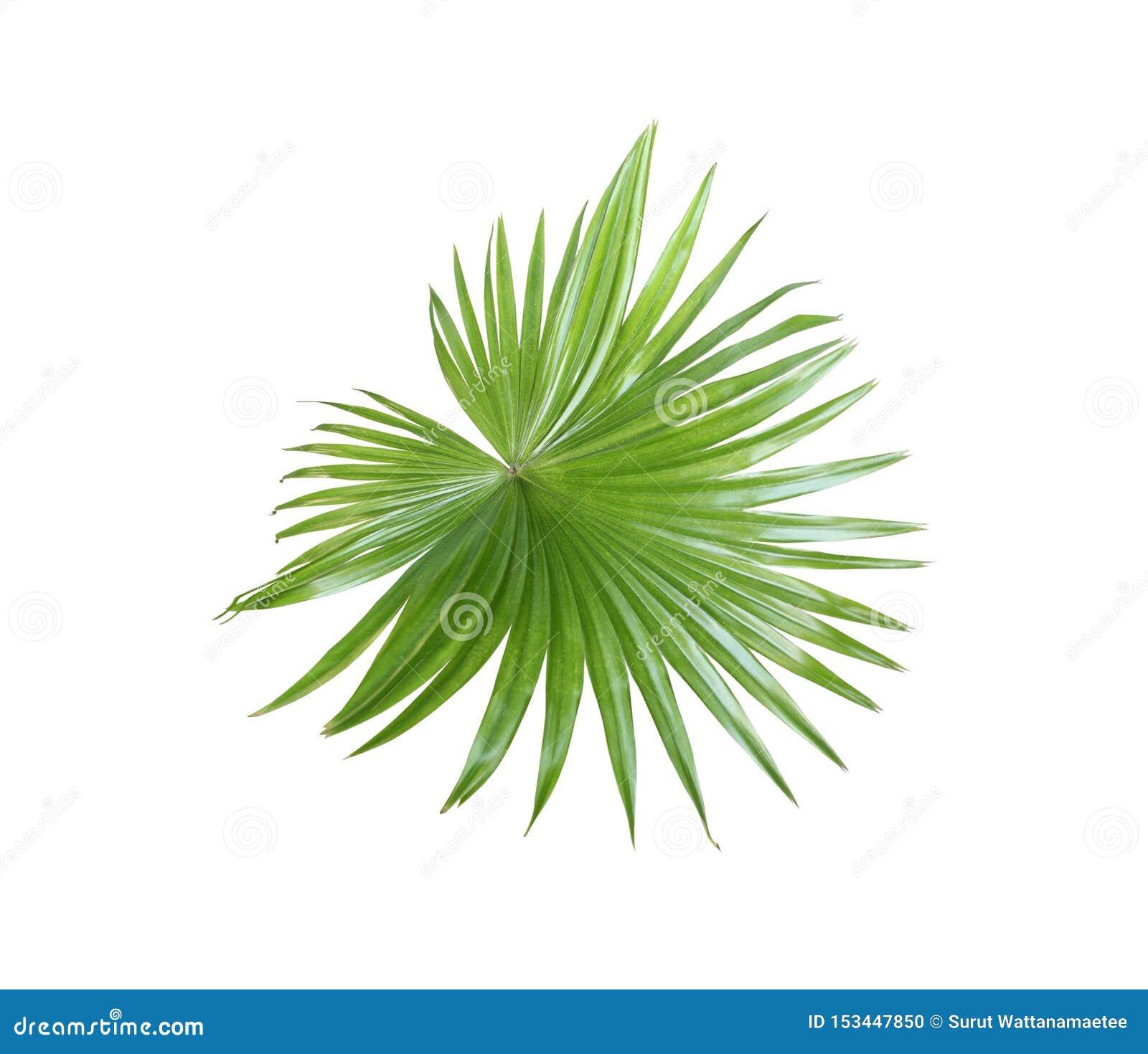 Tropical Nature Green Fan Palm Leaf Pattern on White Stock Photo ...