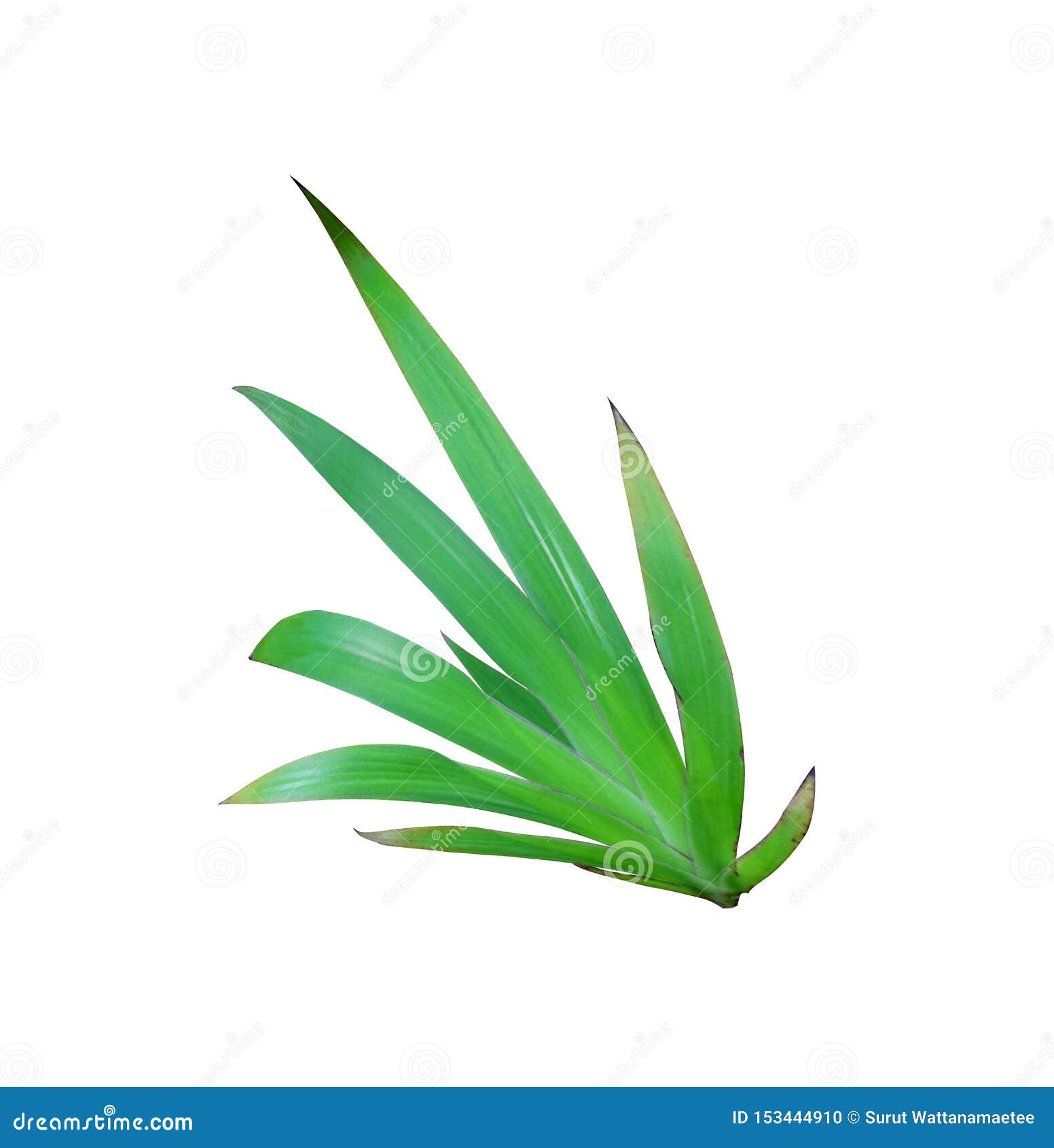Tropical Green Nature Green Lily Leaf Pattern Stock Photo - Image of ...