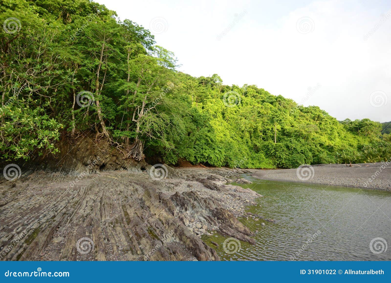 Tropical Nature in Panama with Trees and Ocean Stock Photo - Image of ...