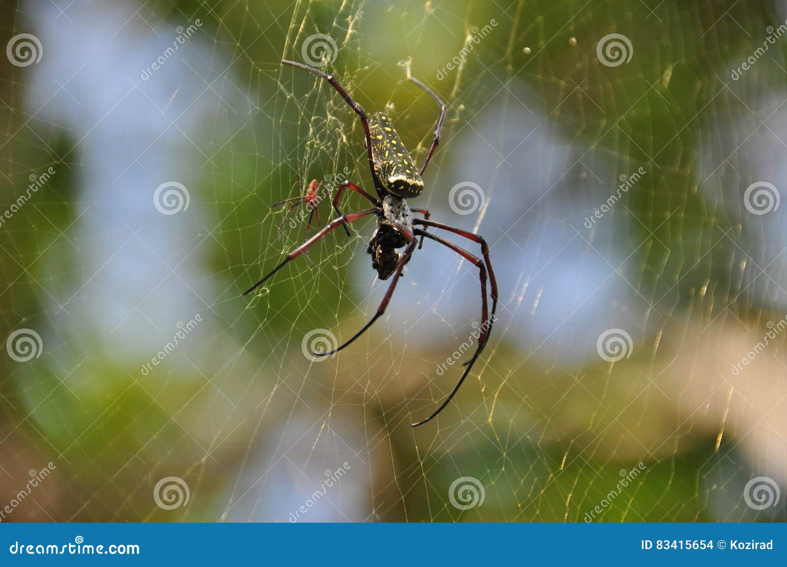 Tropical Nicely Colored with a Spider on the Network. Indonesia Stock ...