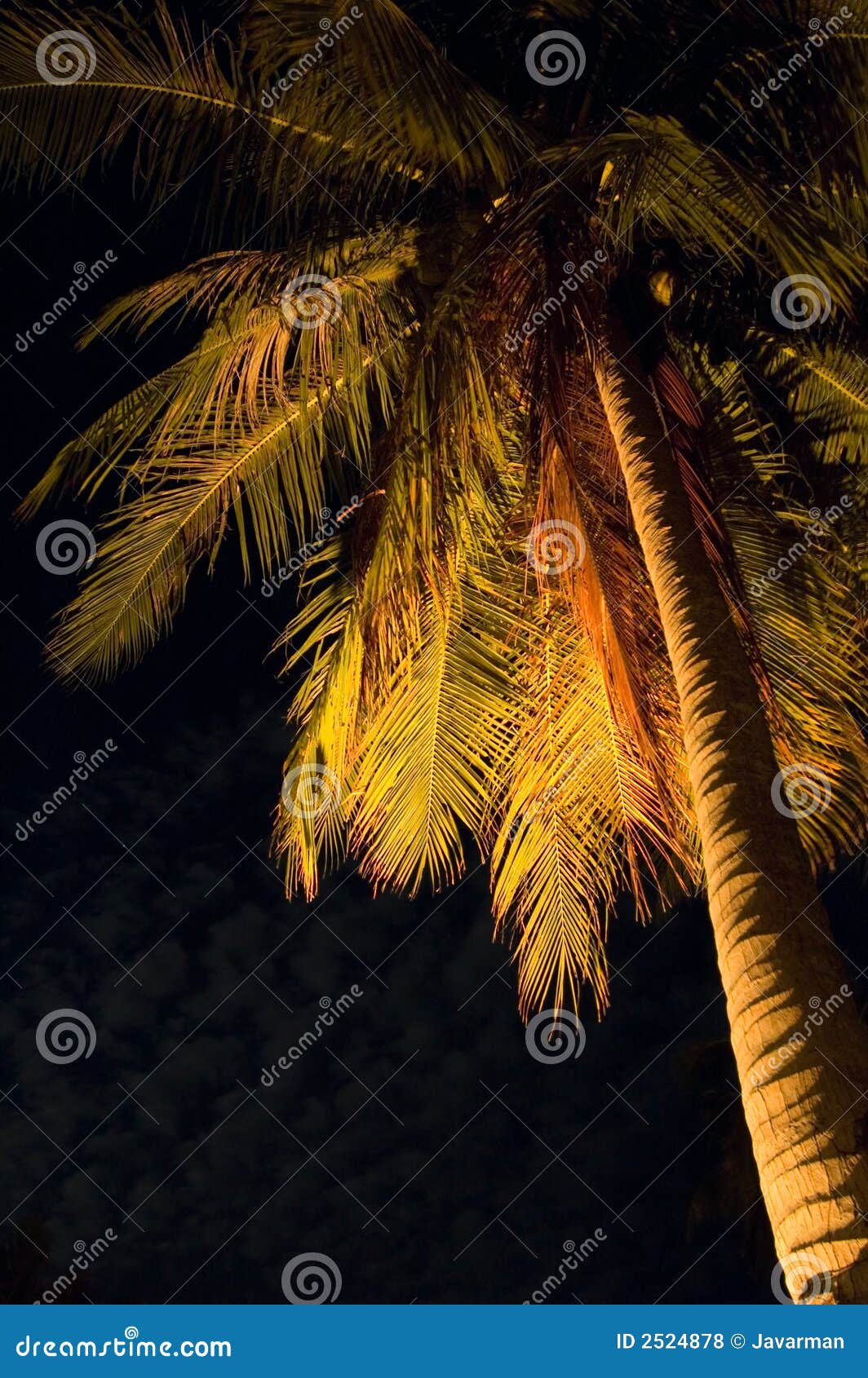 Tropical night stock photo. Image of holiday, paradise - 2524878