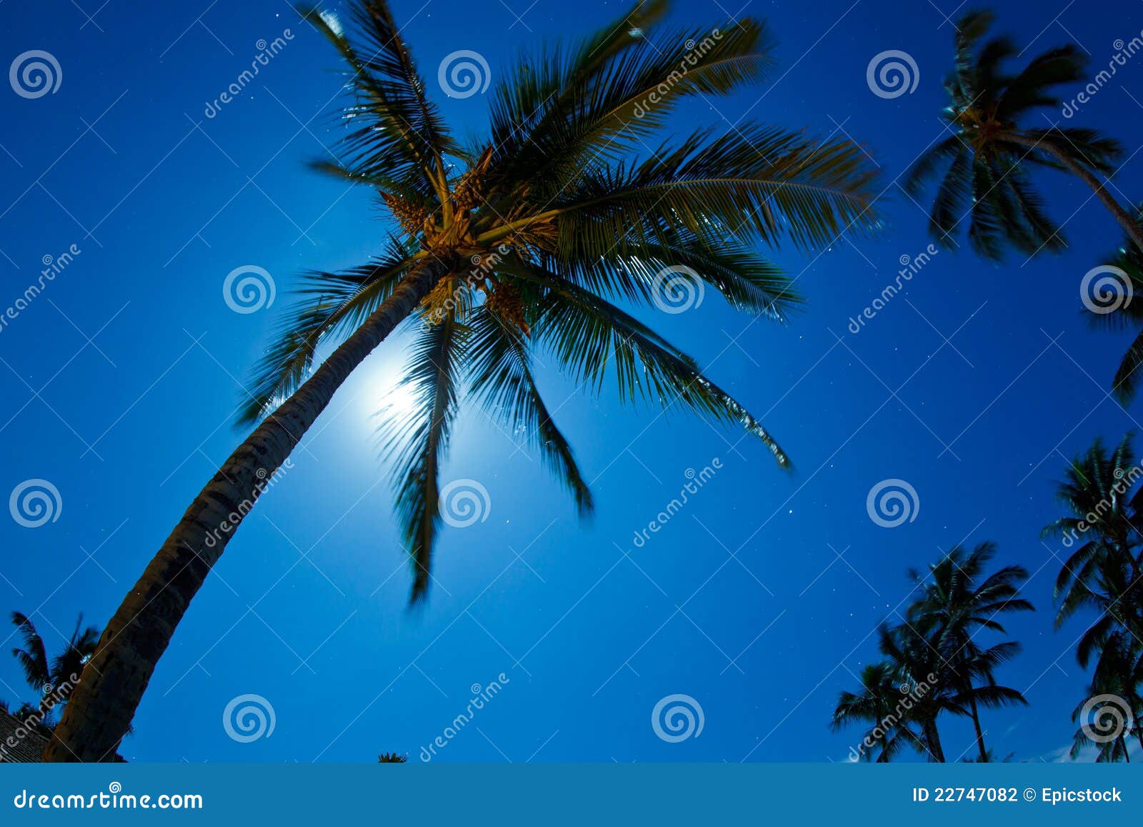 Tropical Night Sky stock photo. Image of palmtree, horizon - 22747082