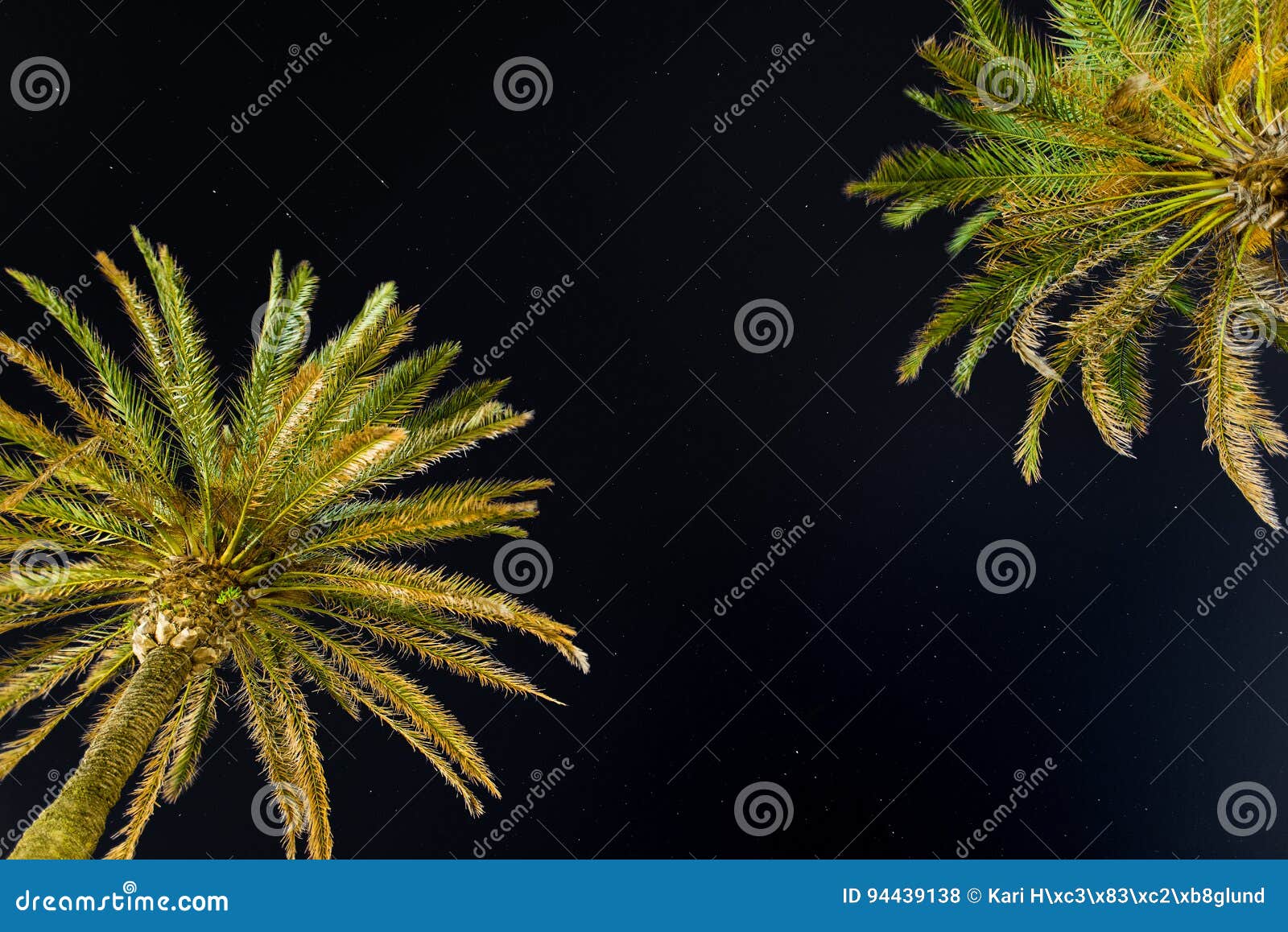 Tropical Night Sky with Palm Trees and Stars Stock Photo - Image of ...