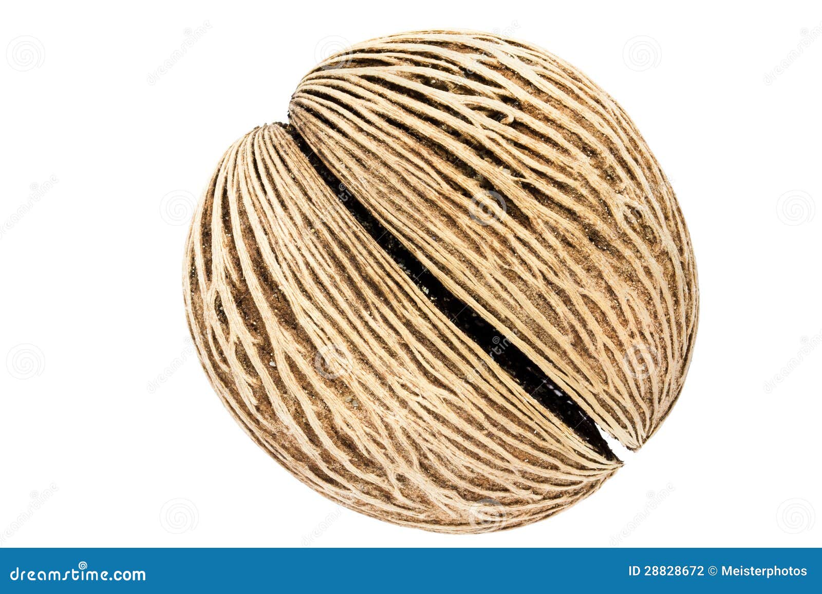 Tropical Nut Isolated on White Stock Photo - Image of texture, sand ...