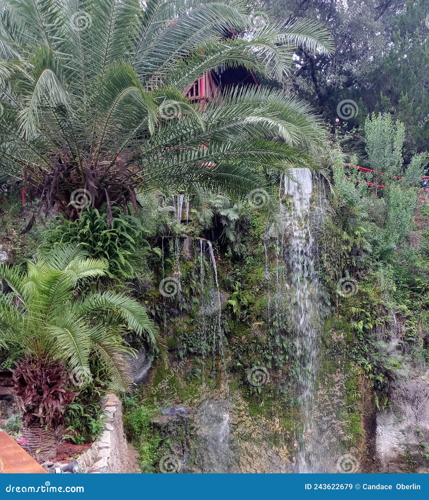 Tropical Oasis Palm Trees Waterfall Stock Image - Image of plant ...