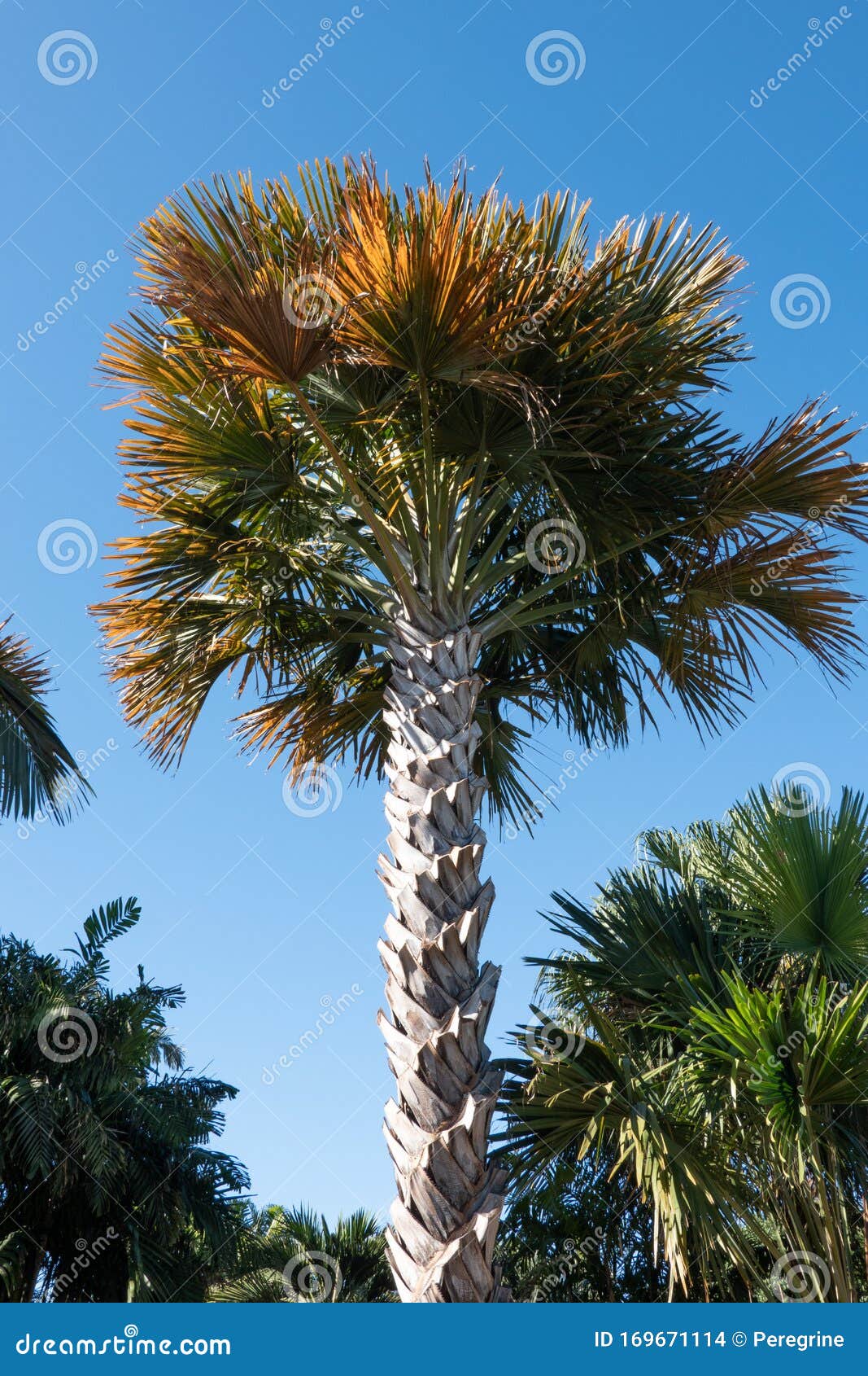 Tropical Oceania palms stock photo. Image of branches - 169671114