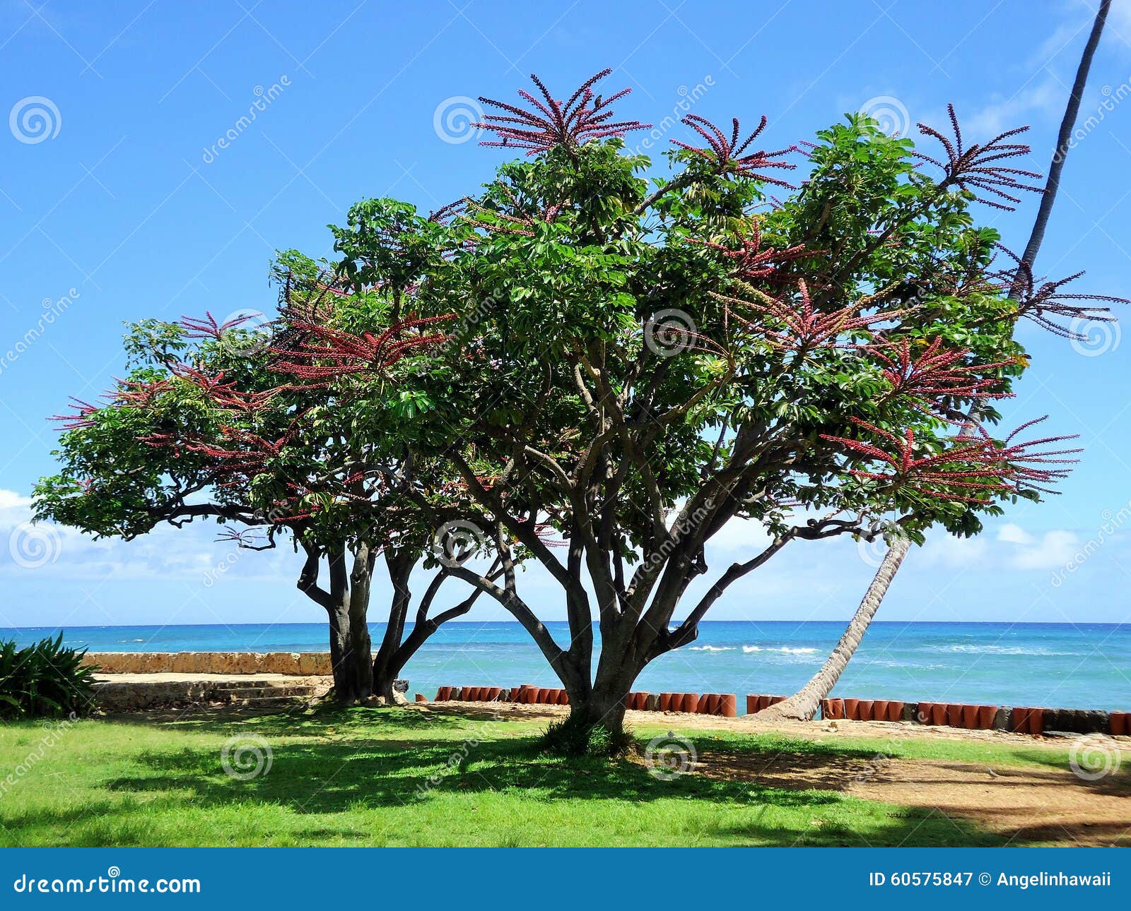 Octopus Tree With Multiple Trunks Royalty-Free Stock Photo ...