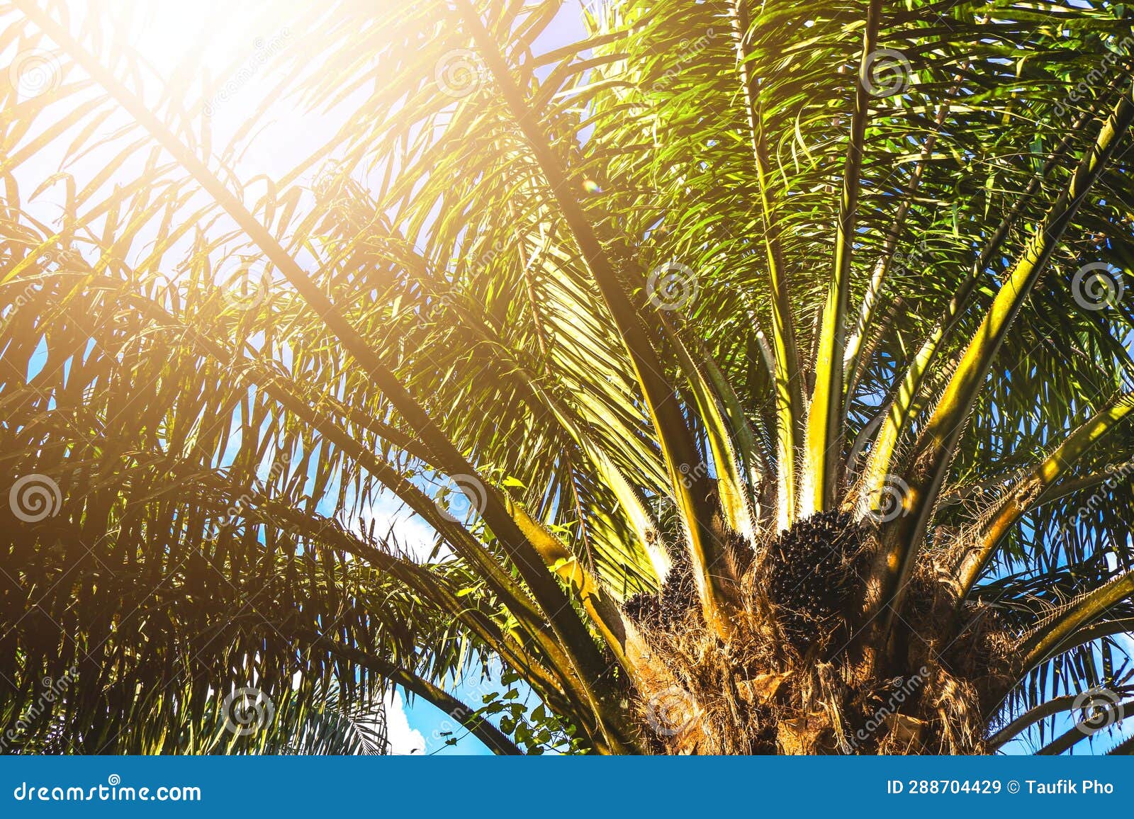 Tropical oil palm tree stock image. Image of flower - 288704429