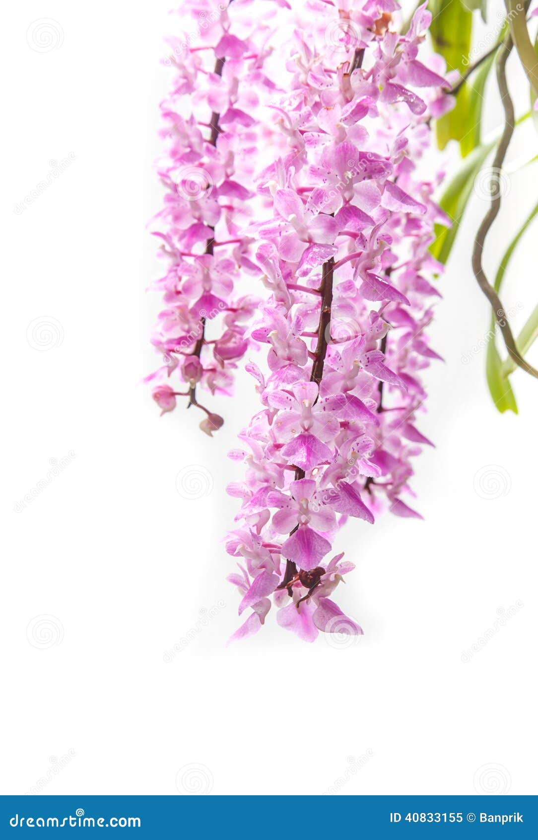Tropical Orchid Flower (Aerides Multiflora Roxb) Bloom Stock Image ...