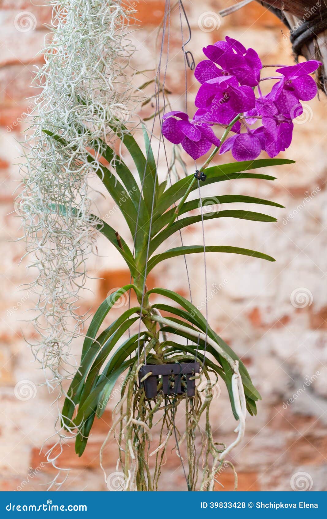 Tropical orchid Wanda stock photo. Image of blossom, orchid - 39833428