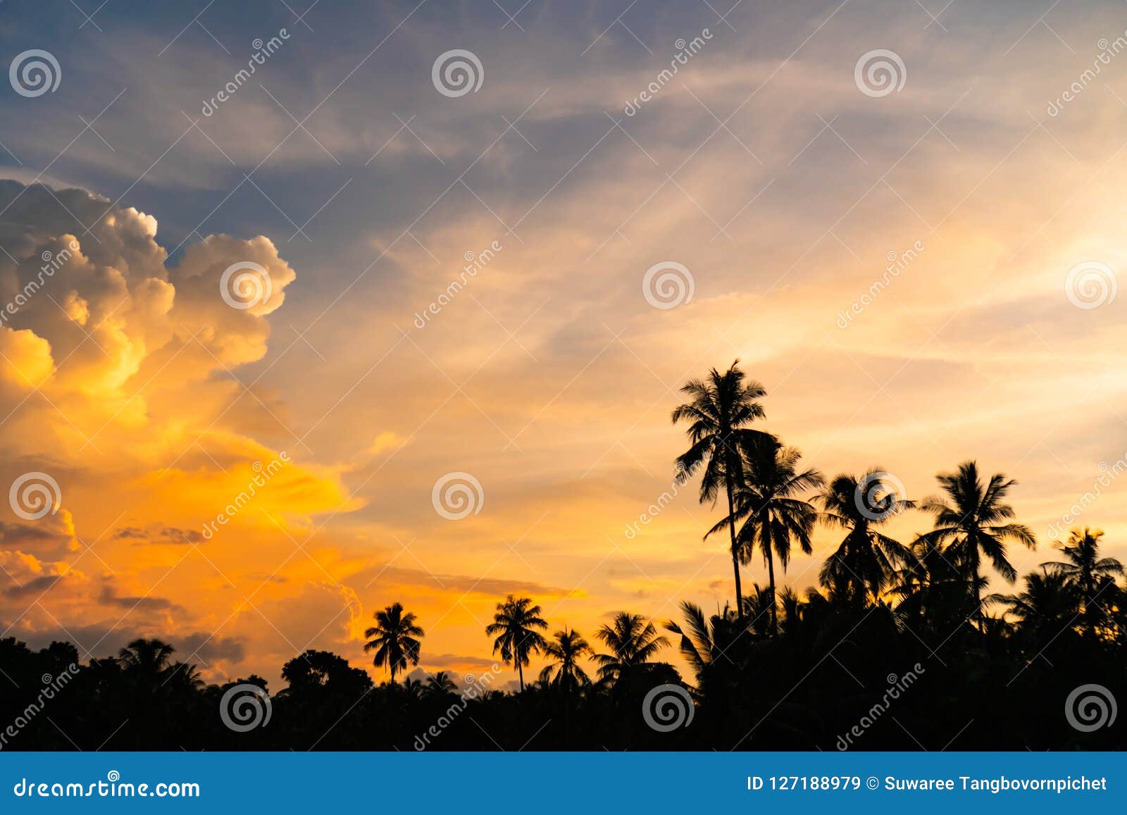 Tropical Palm Coconut Trees on Sunset Sky. Stock Image - Image of beach ...