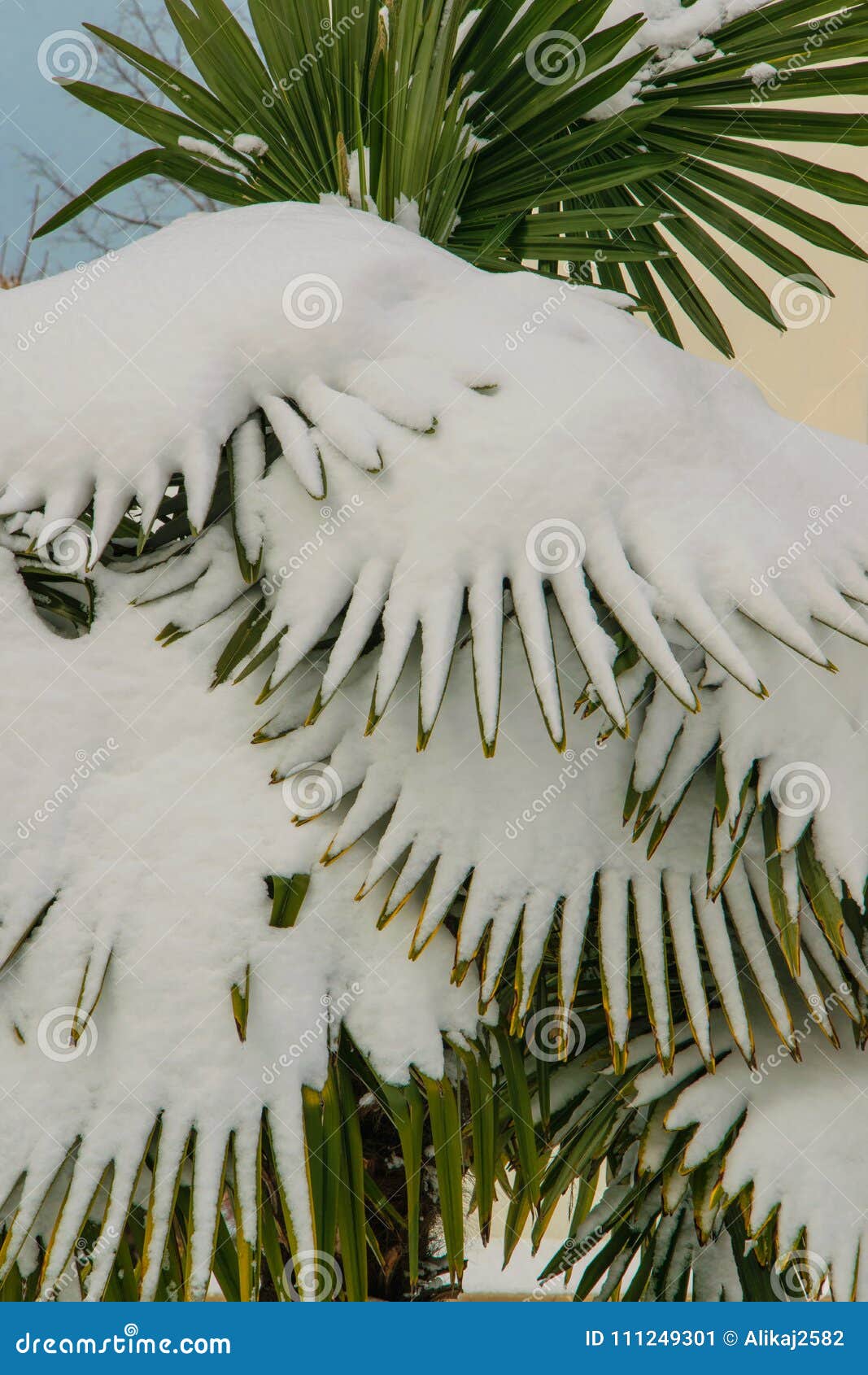 Tropical Palm Covered by Snow Stock Image - Image of leaf, seasonal ...