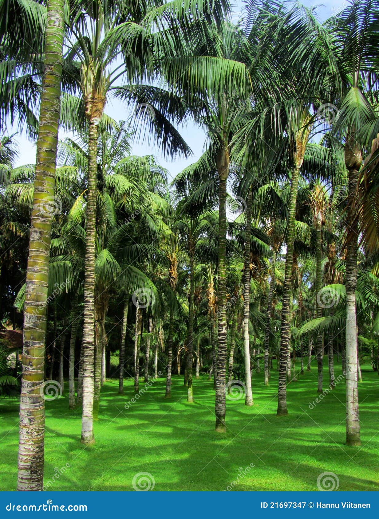Tropical palm forest stock image. Image of exotic, tropical - 21697347