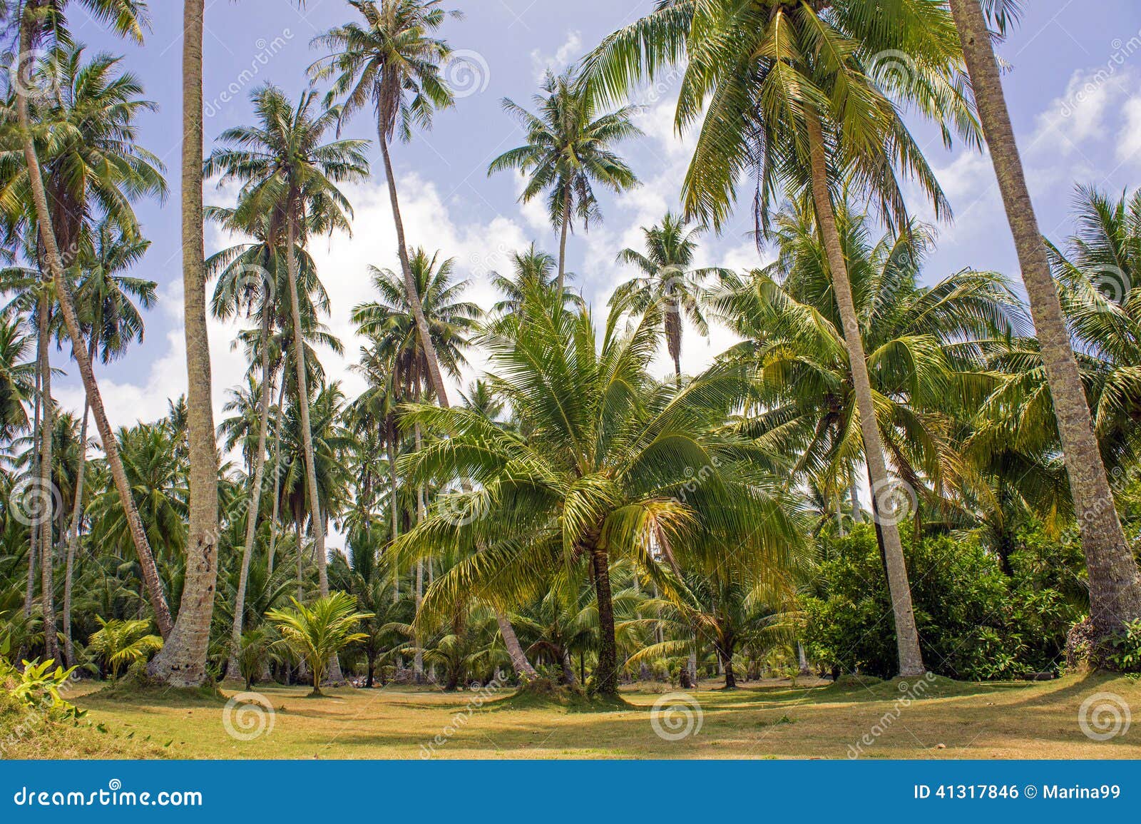 Tropical palm forest stock photo. Image of nature, leaf - 41317846