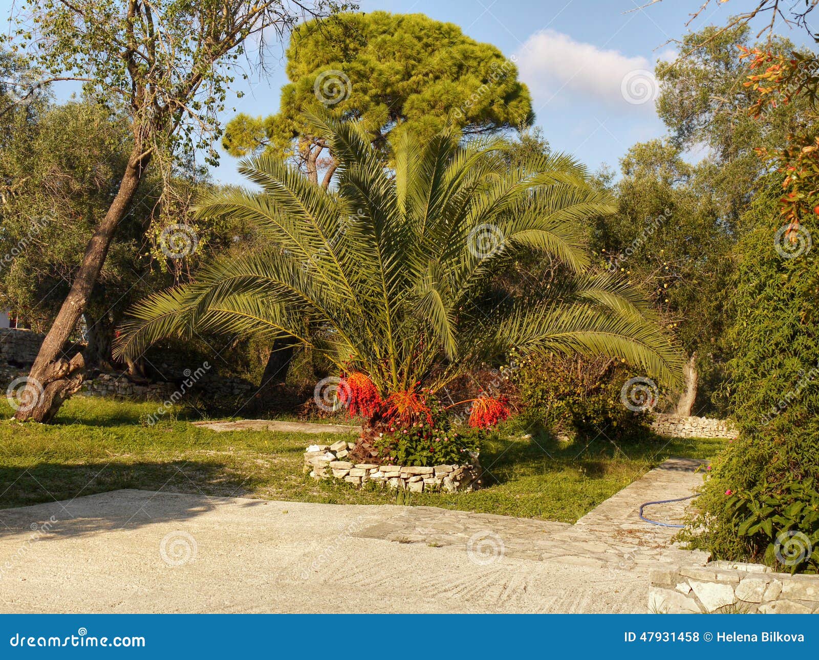 Tropical Palm Garden stock photo. Image of peaceful, tropics - 47931458