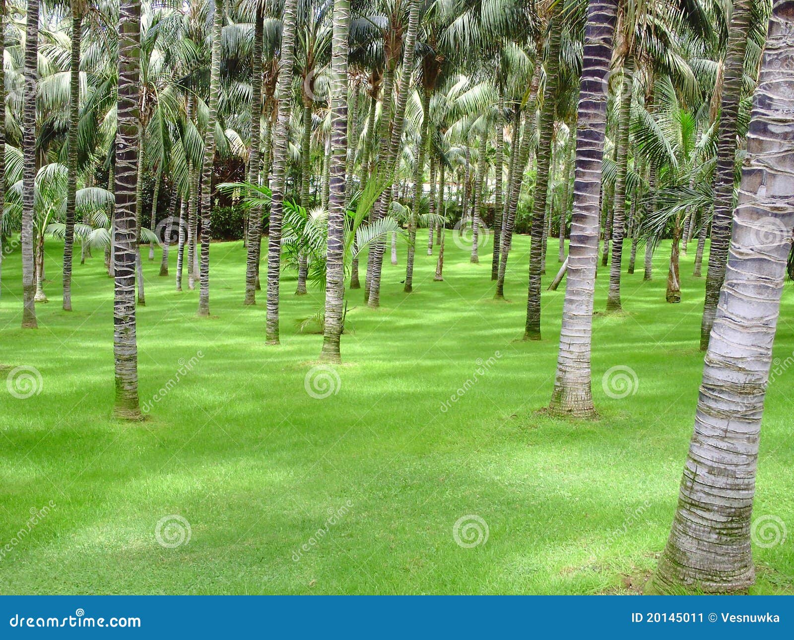 A tropical palm grove stock image. Image of nature, green - 20145011
