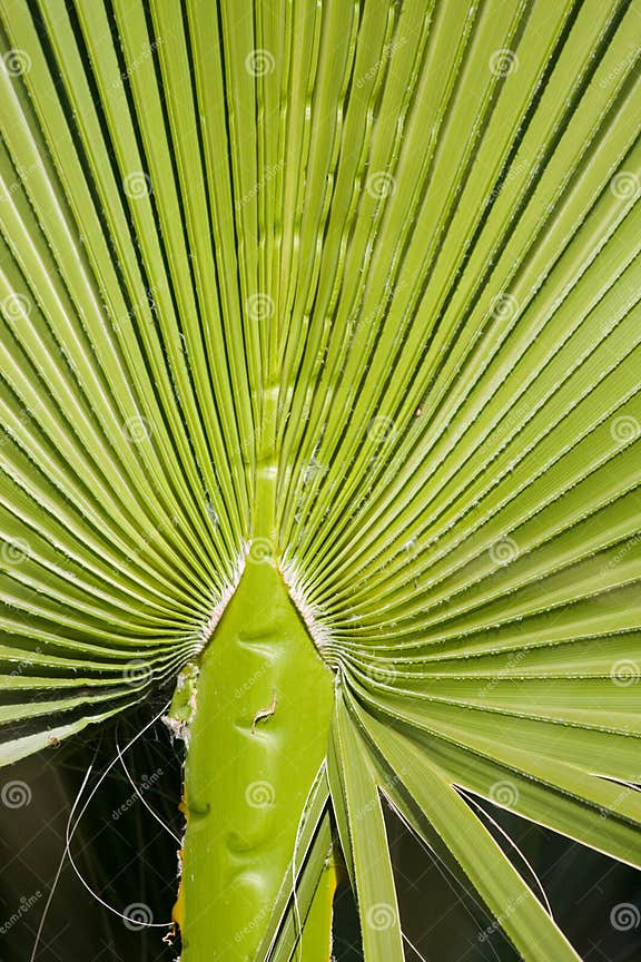 Tropical palm leaf stock photo. Image of leafy, close - 10229812