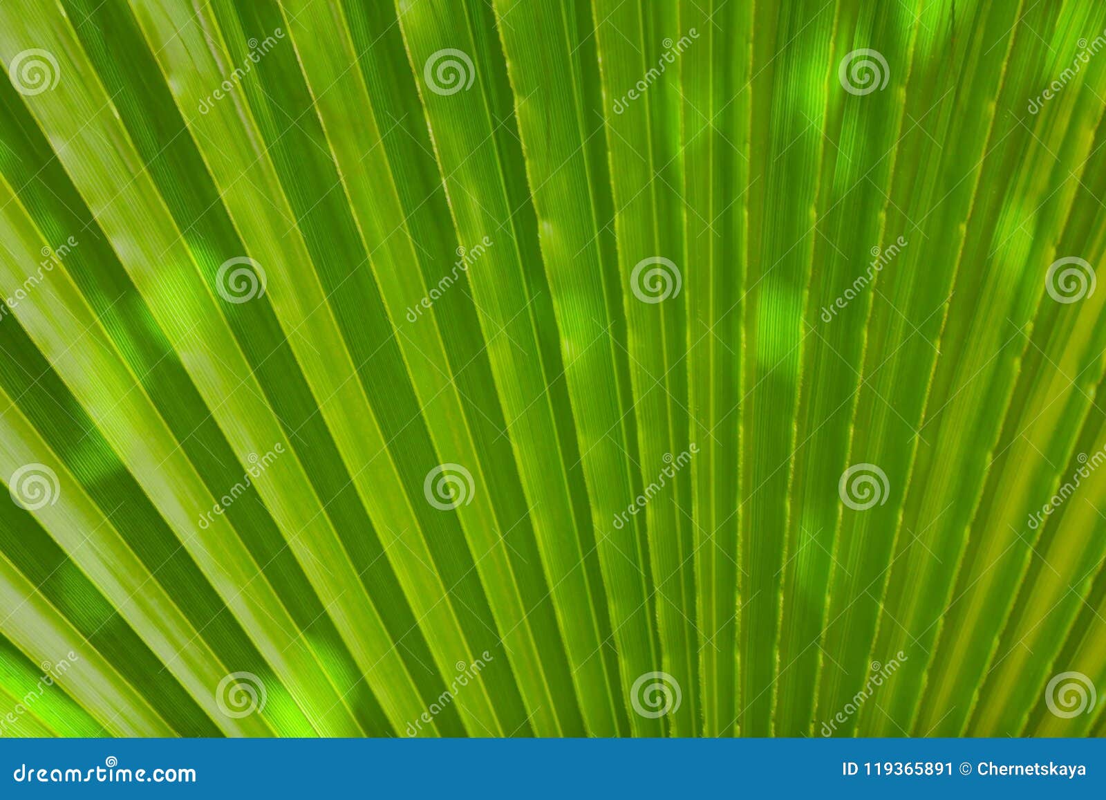 Tropical Palm Leaf, Closeup Stock Image - Image of floral, leafage ...