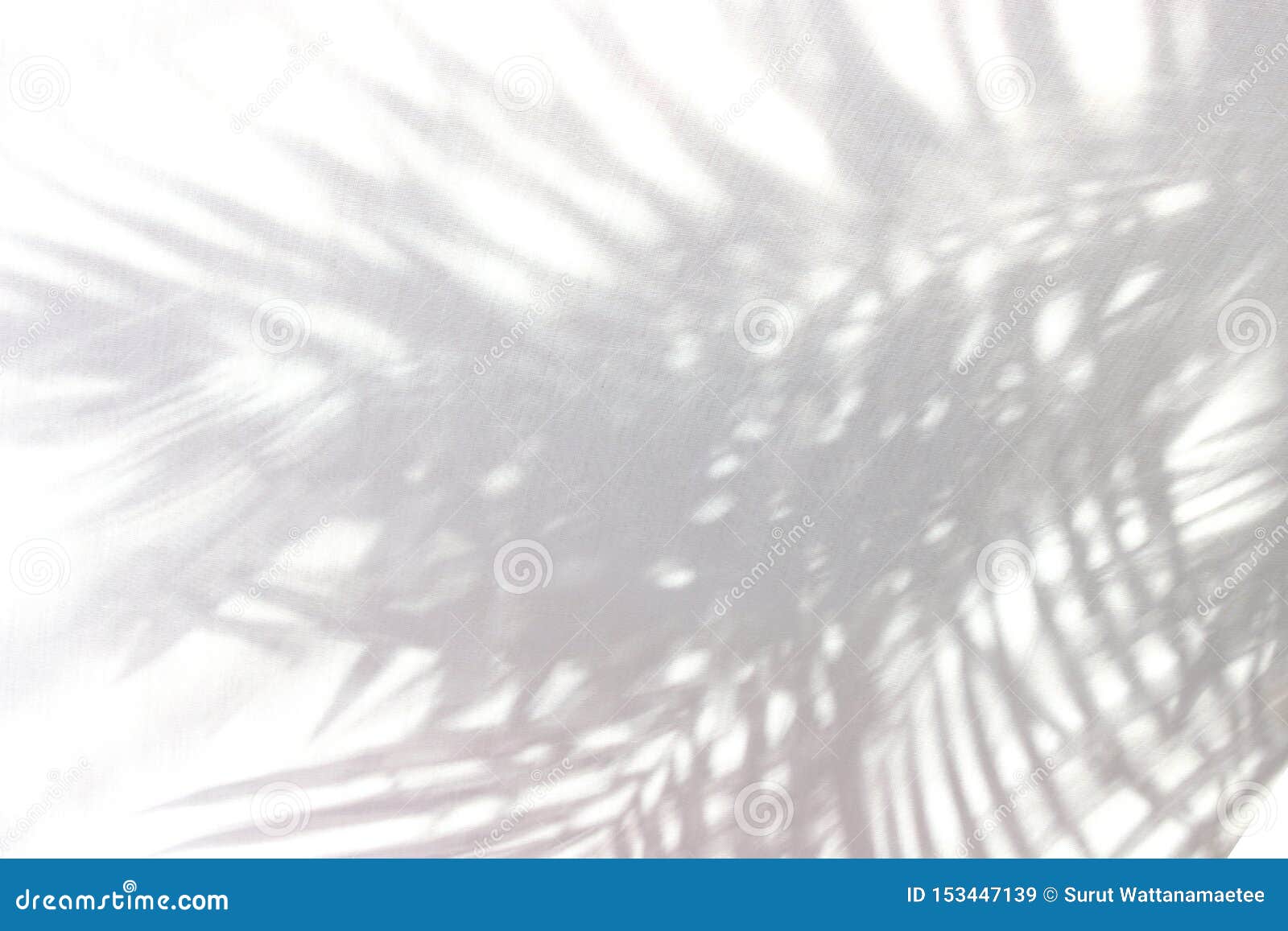 Tropical Palm Leaf Shadow on White Wall Background Stock Image - Image ...