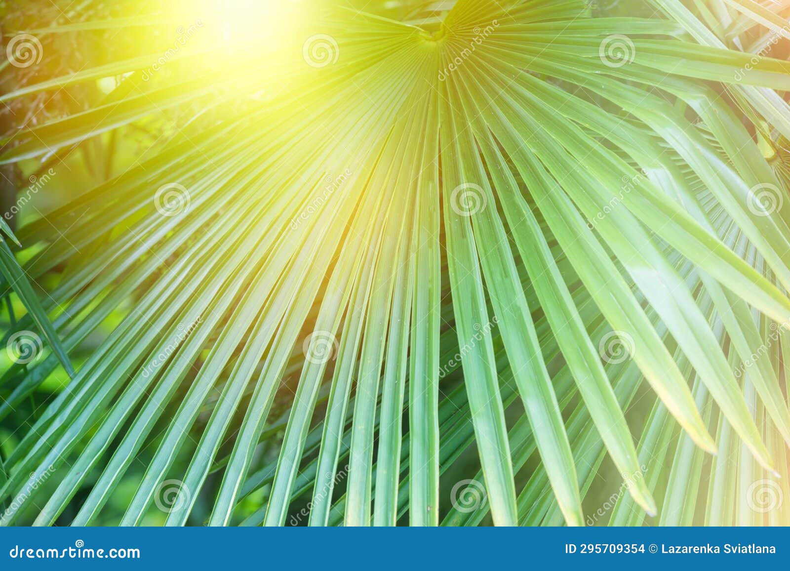 Tropical Palm Leaf in the Sun Stock Photo - Image of plant, coconut ...