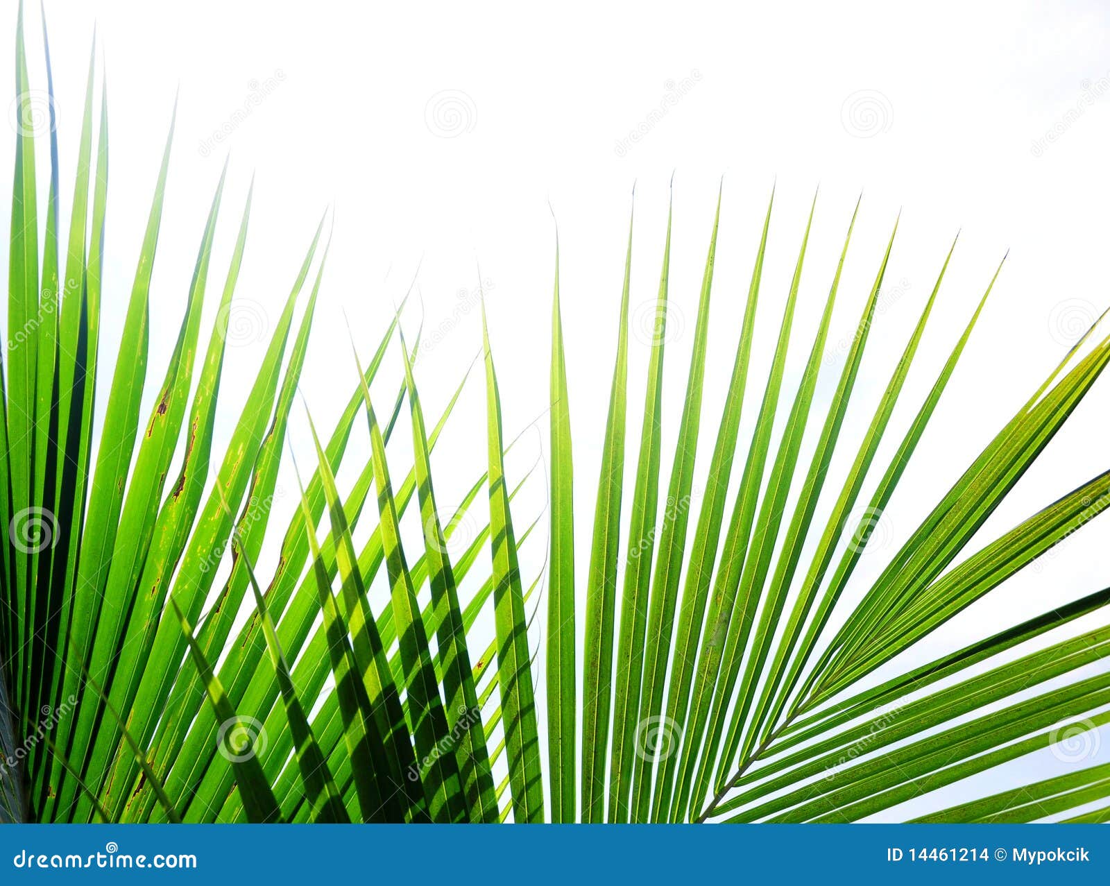 Tropical palm leaves stock photo. Image of space, life - 14461214
