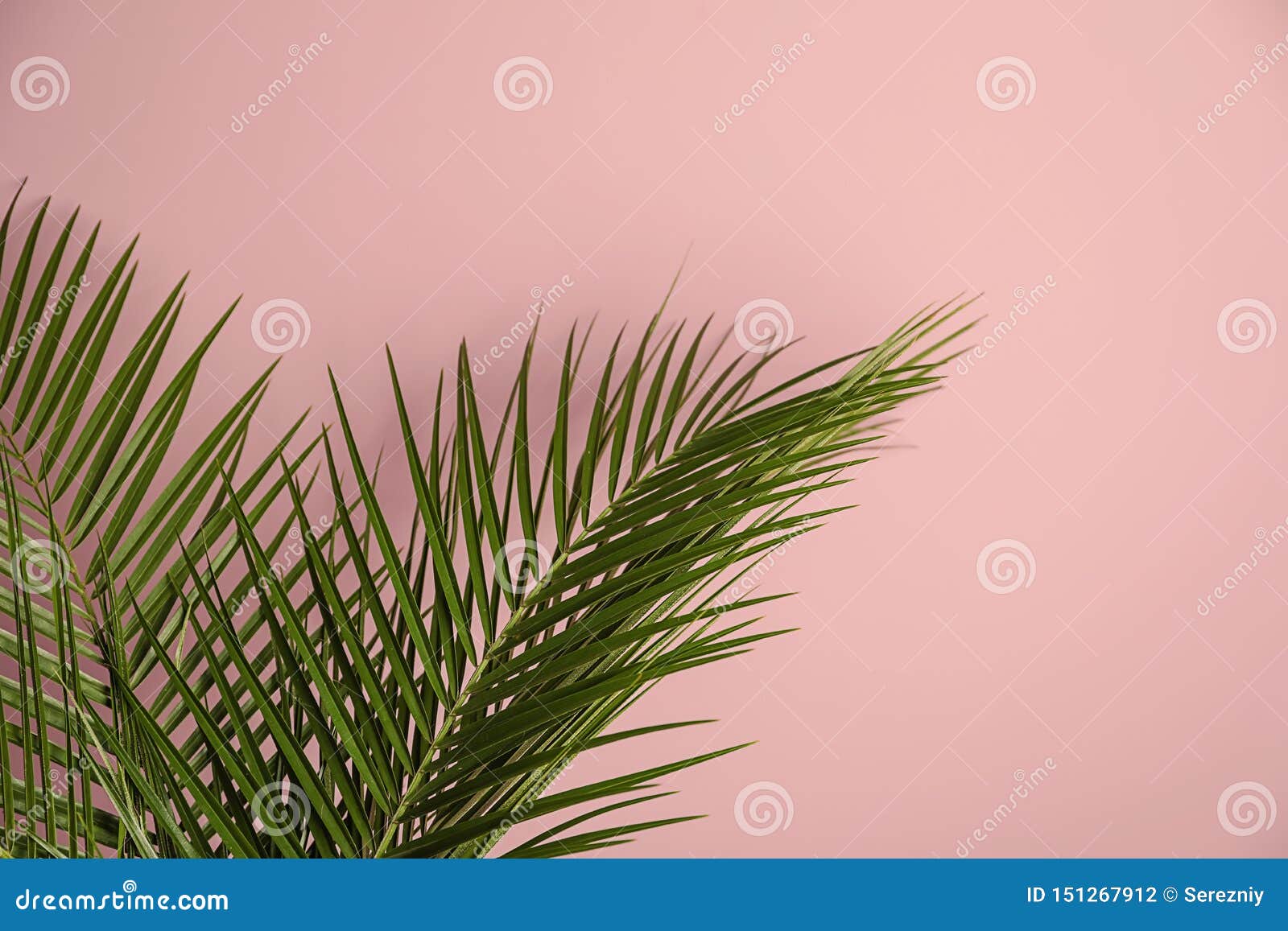 Tropical Palm Leaves on Color Background Stock Photo - Image of ...