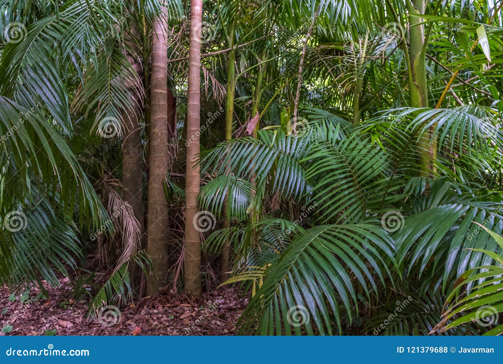 Tropical Palm Leaves, Green Rainforest Background Stock Photo - Image ...