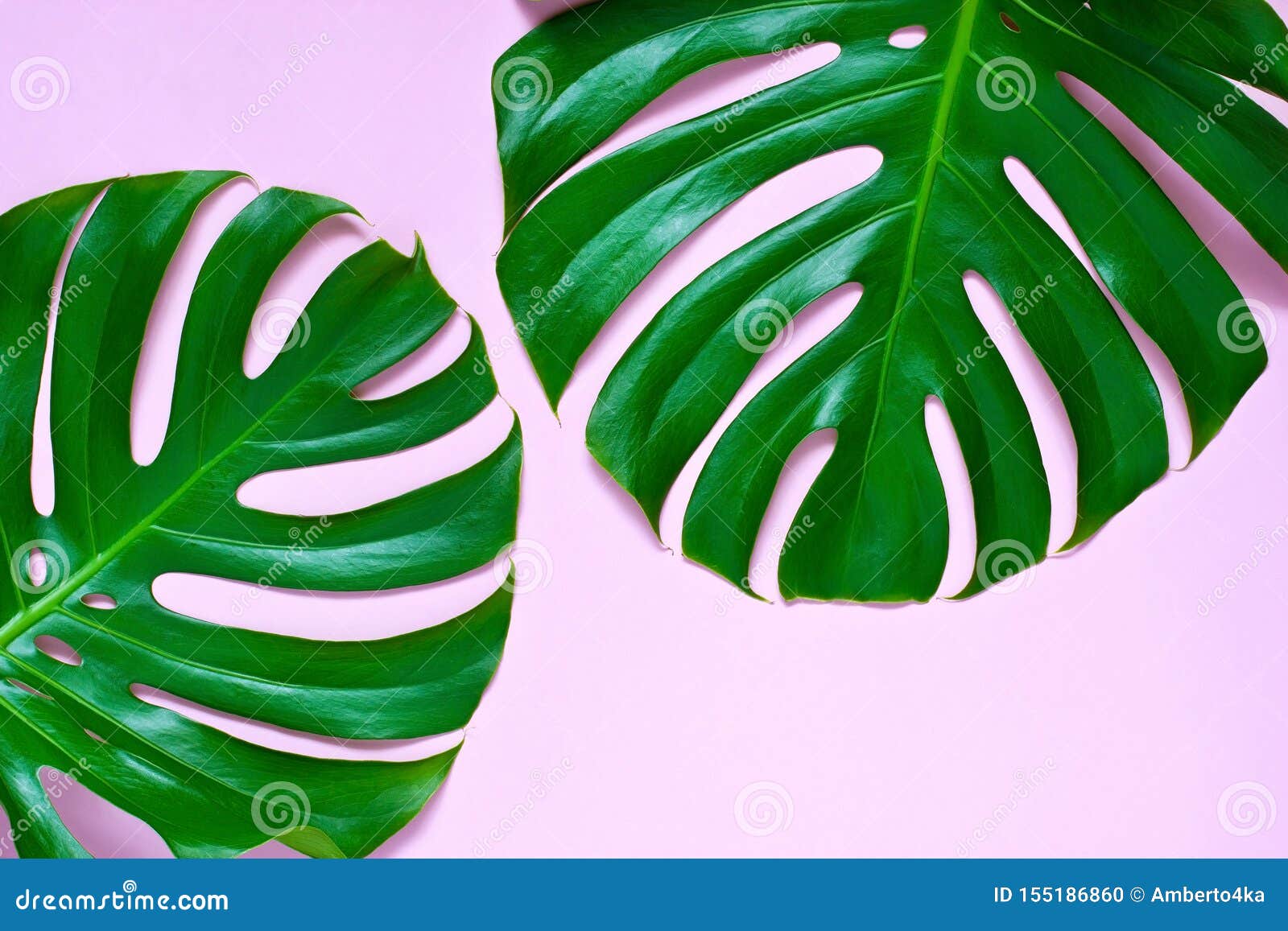 Tropical Palm Leaves, Monstera. Flat Lay, Top View Stock Photo - Image ...