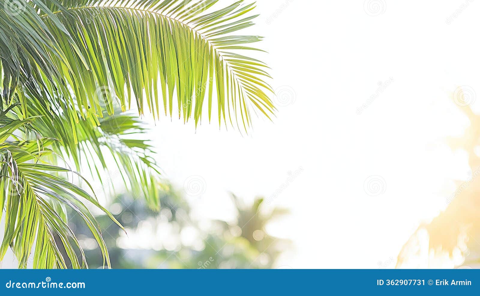Tropical Palm Leaves Sunlight Background Design Stock Image - Image of ...