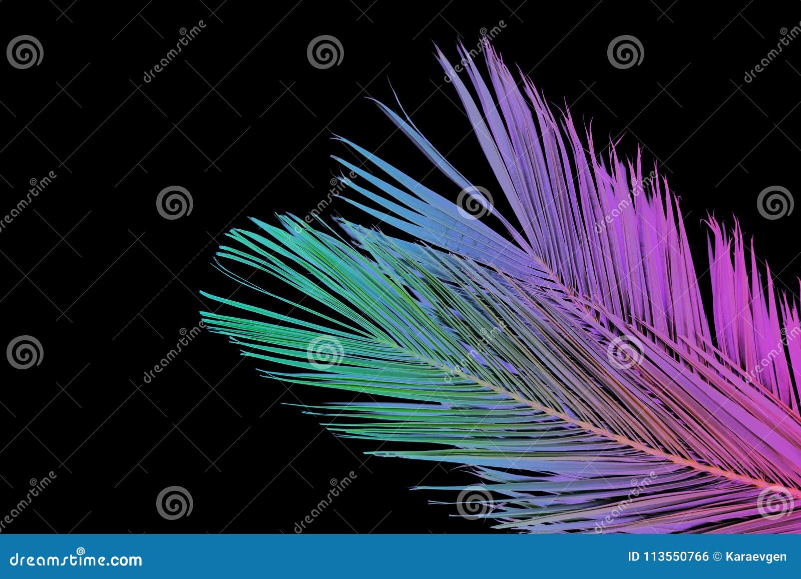 Tropical Palm Leaves in Vibrant Gradient Neon Colors. Stock Photo ... Tropical Palm Leaves in Vibrant Gradient Neon Colors. Stock Photo ...