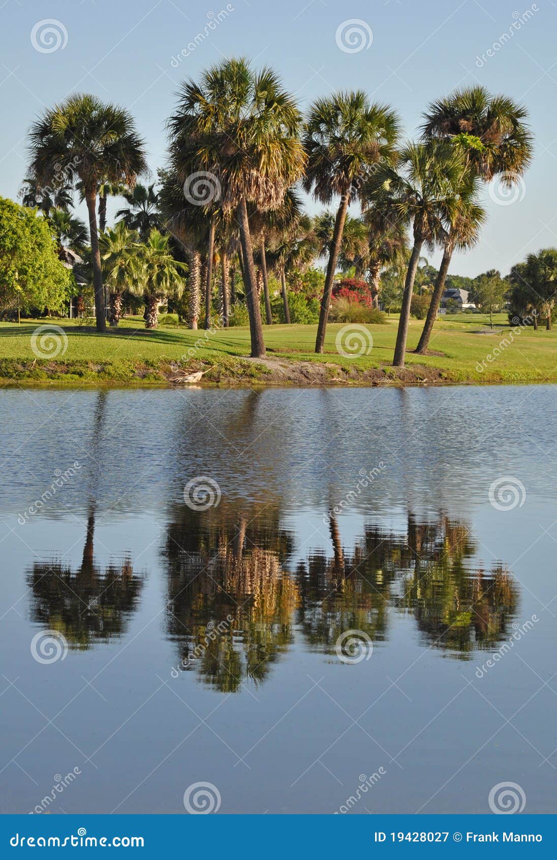 Tropical Palm Reflections stock image. Image of meditate - 19428027