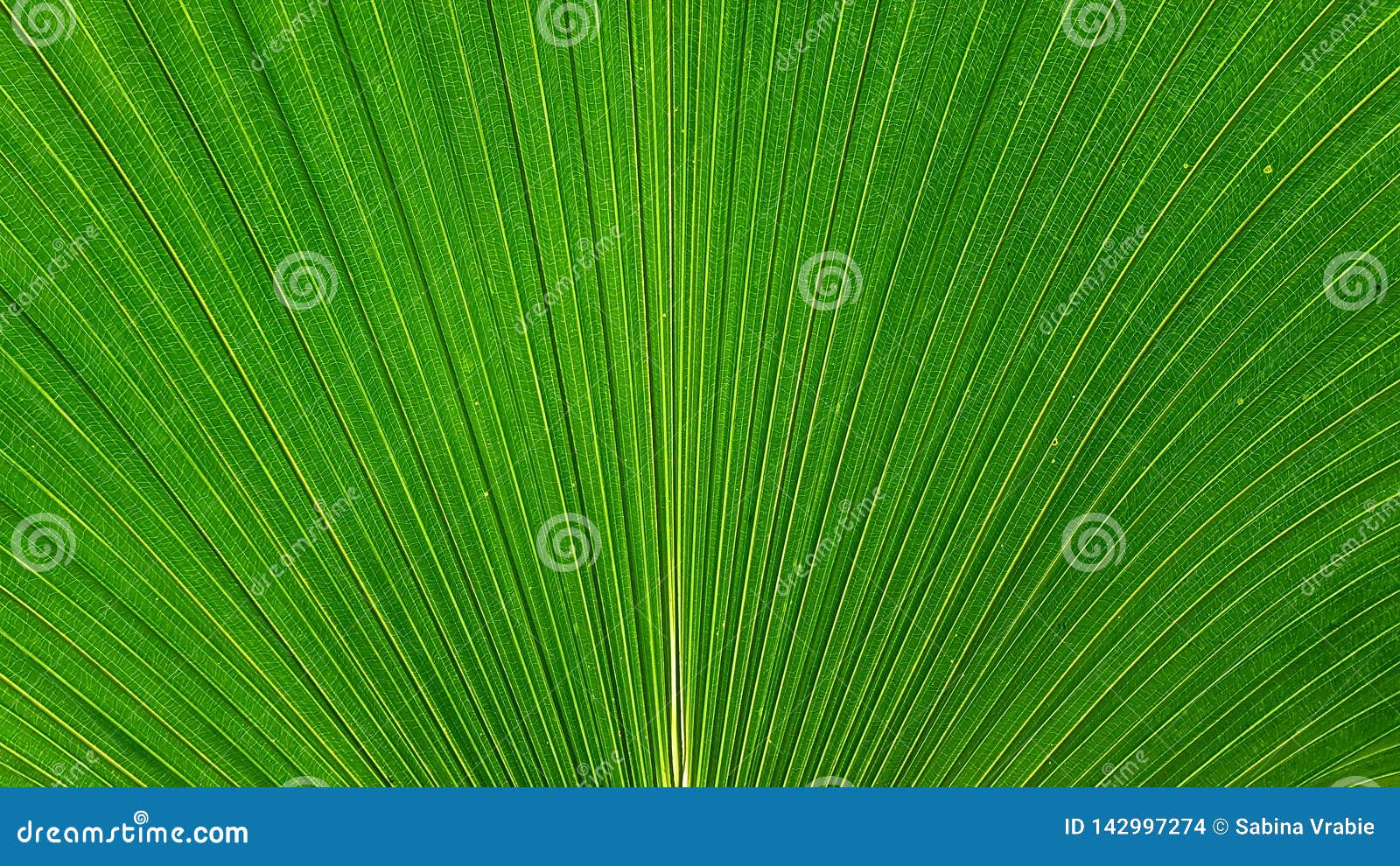 Tropical palm texture stock photo. Image of pattern - 142997274