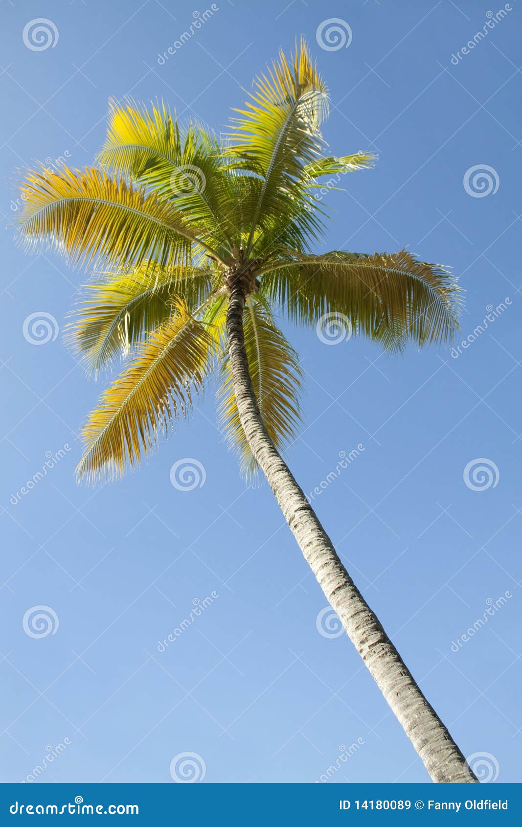 Tropical palm tree stock image. Image of leafy, tropical - 14180089