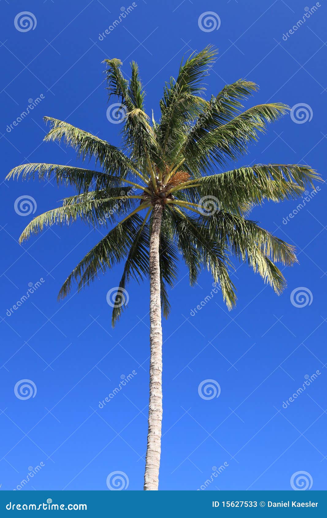 Tropical palm tree stock image. Image of leaf, sunshine - 15627533