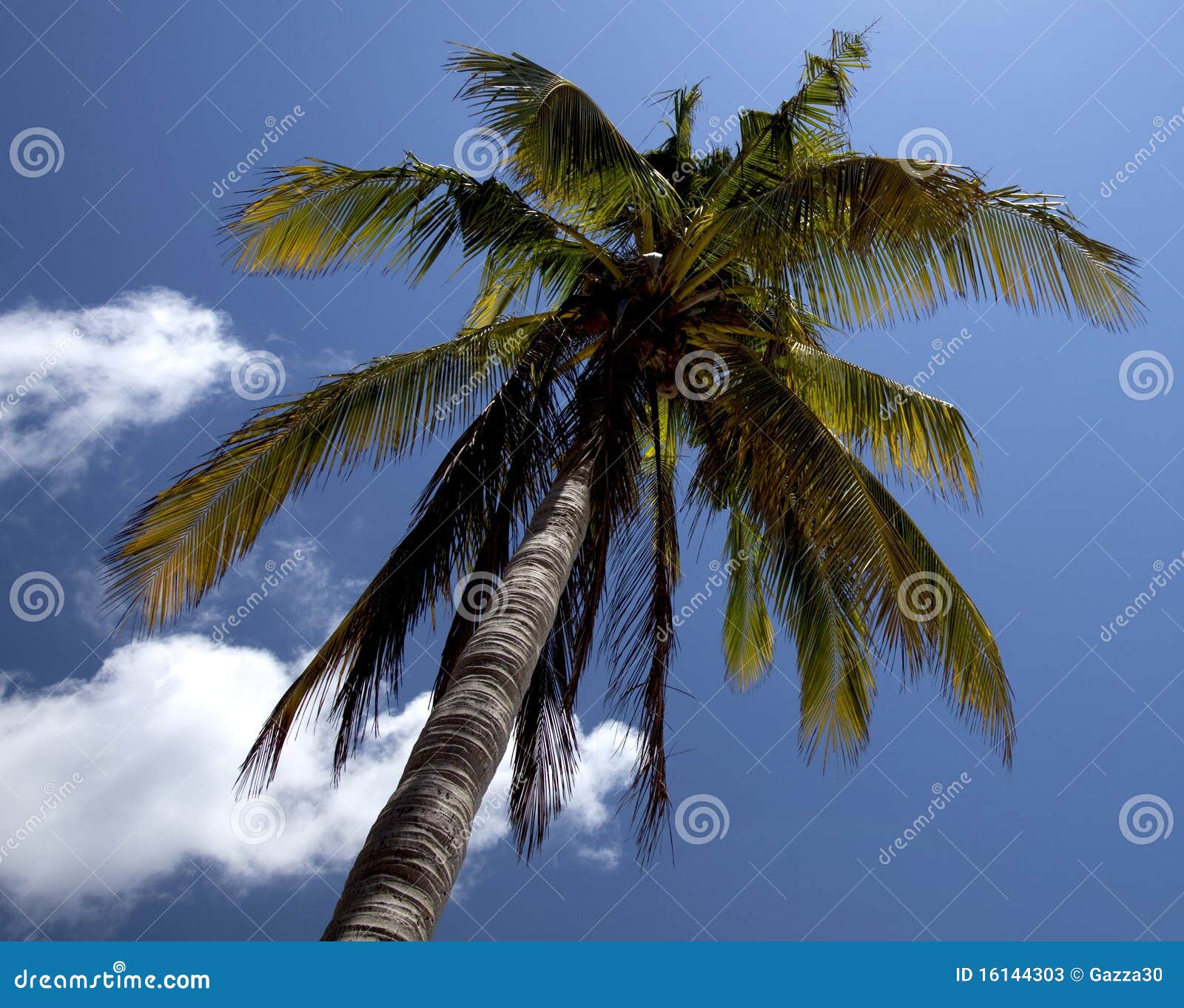 Tropical palm tree stock image. Image of tropical, tree - 16144303