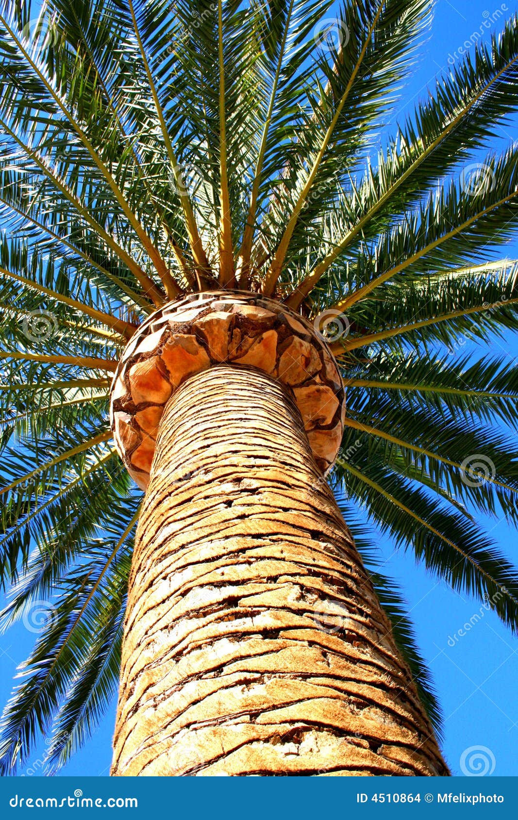 Tropical Palm Tree stock photo. Image of closeup, close - 4510864