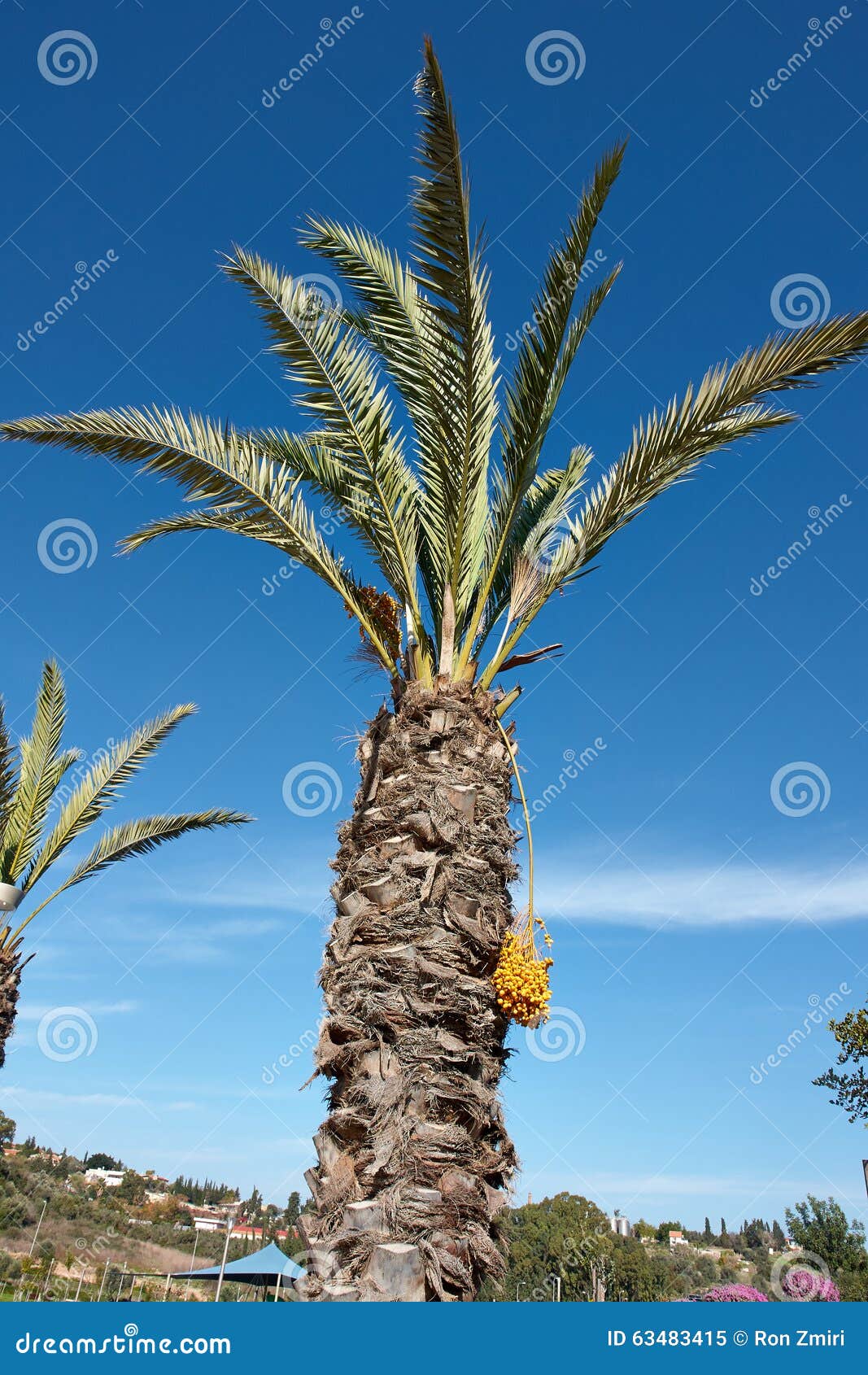 Tropical Palm tree stock image. Image of travel, coconut - 63483415