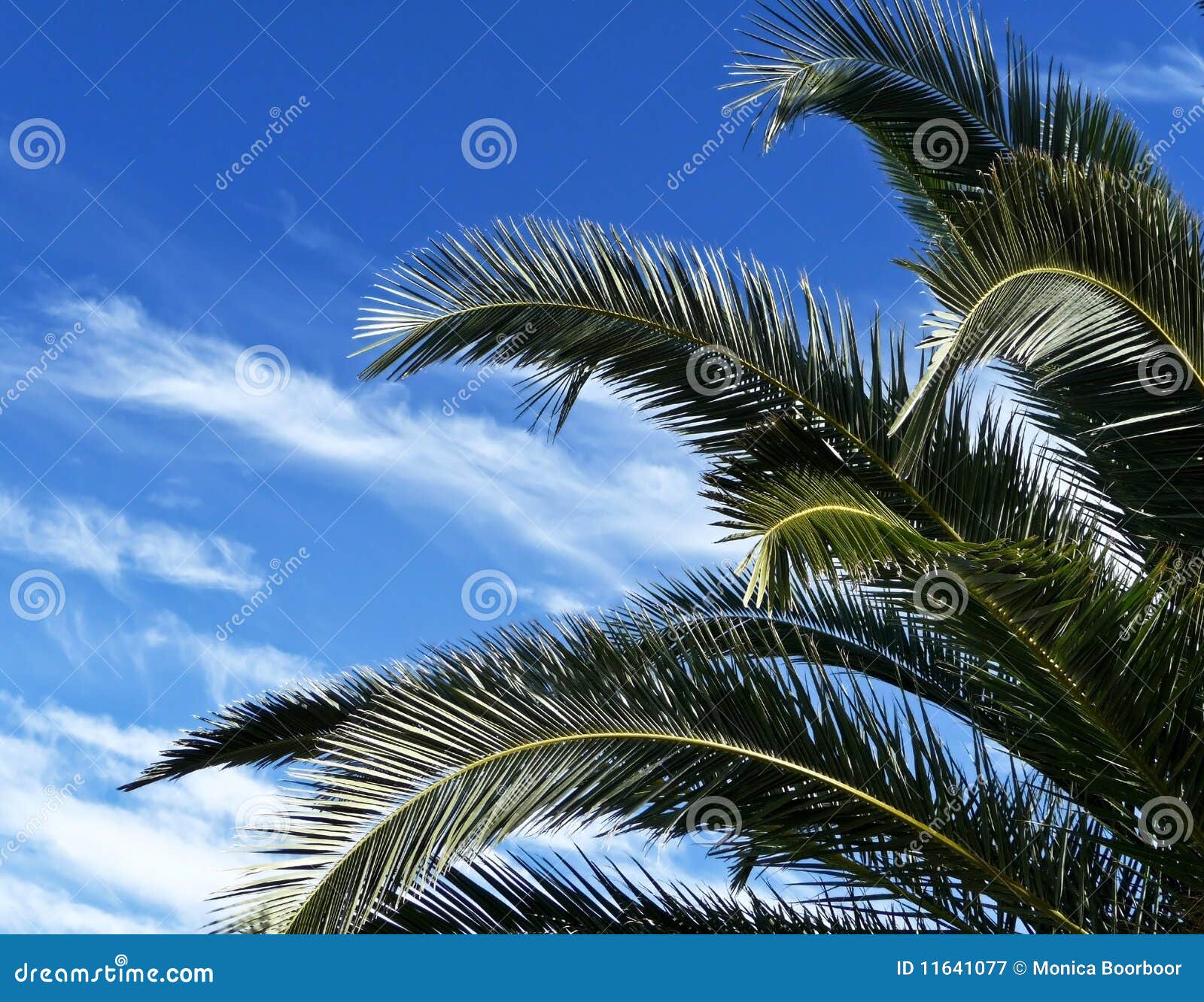 Tropical Palm Tree Branches Stock Image - Image of palm, coconuts: 11641077