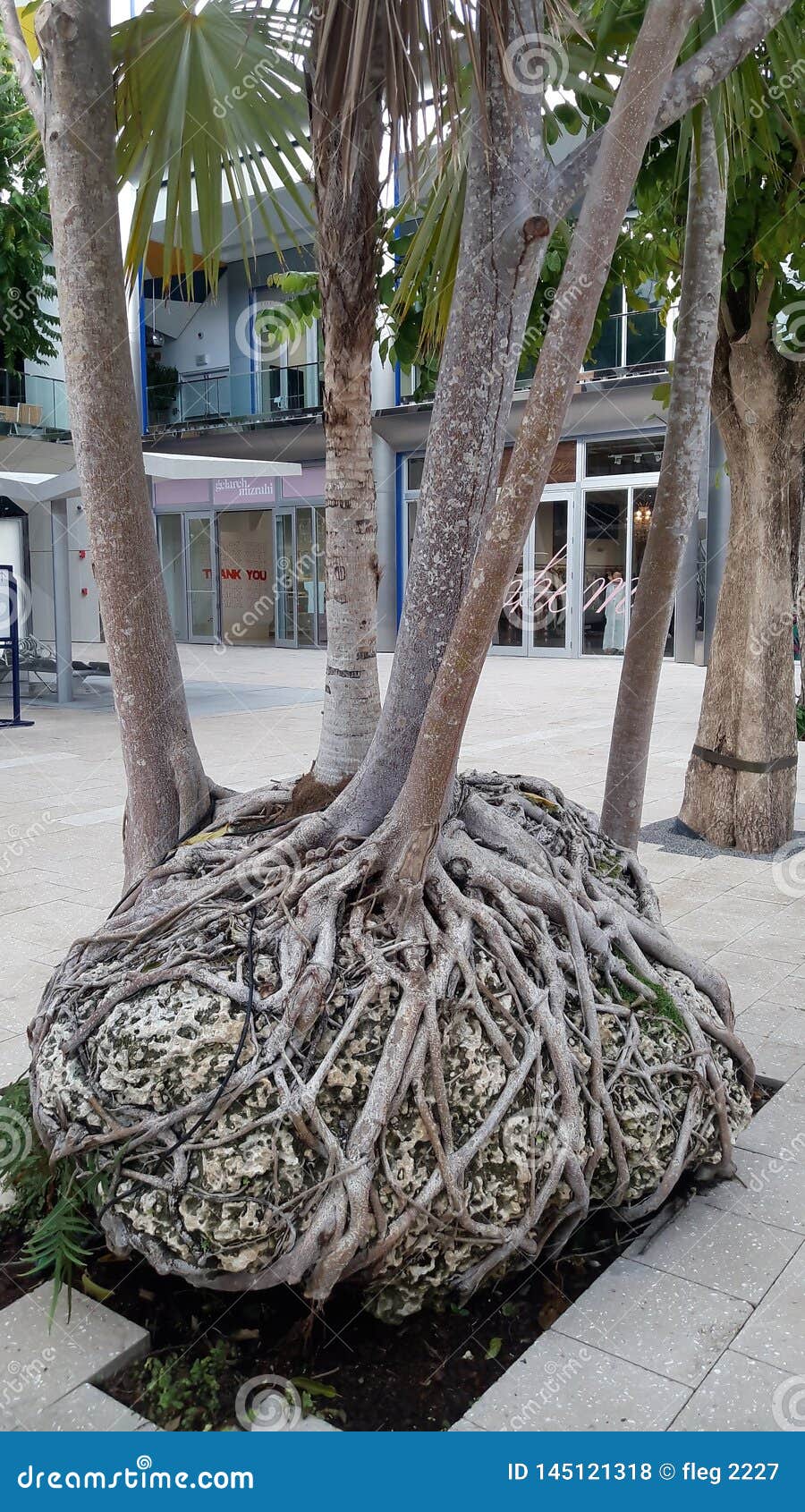 Tropical Tree with Interesting Roots Stock Photo - Image of ...