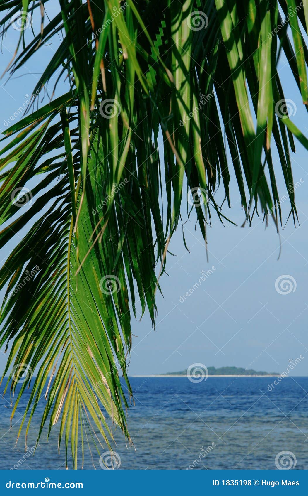 Tropical Palm Tree and Island Stock Photo - Image of mindanao, tourism ...