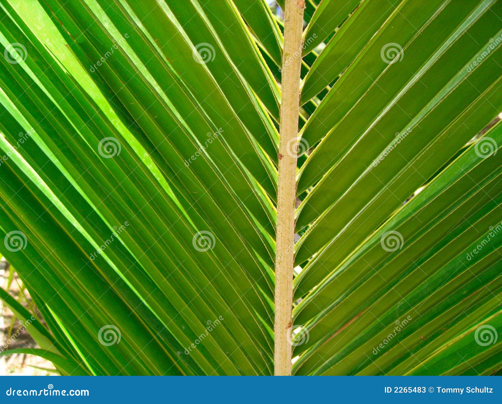 Tropical palm tree leaf stock image. Image of nature, travel - 2265483