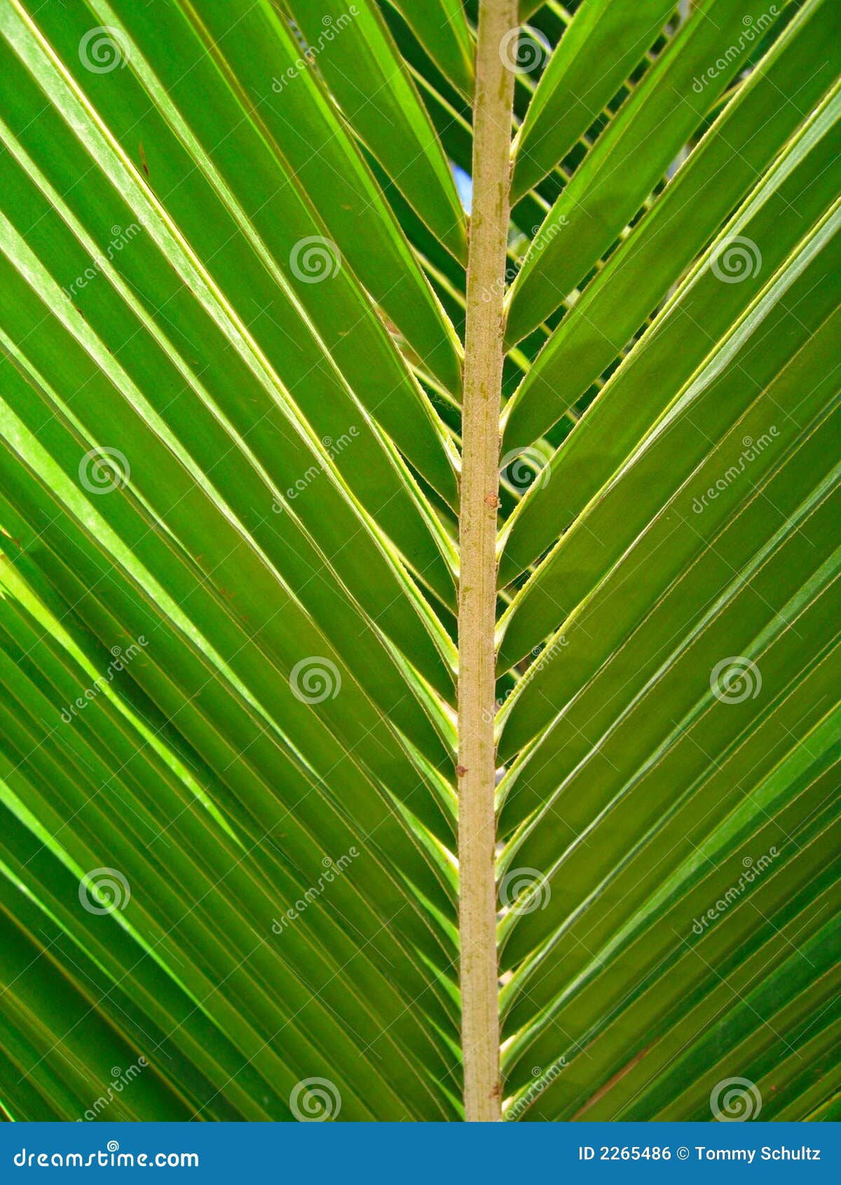 Tropical palm tree leaf stock photo. Image of view, tropical - 2265486