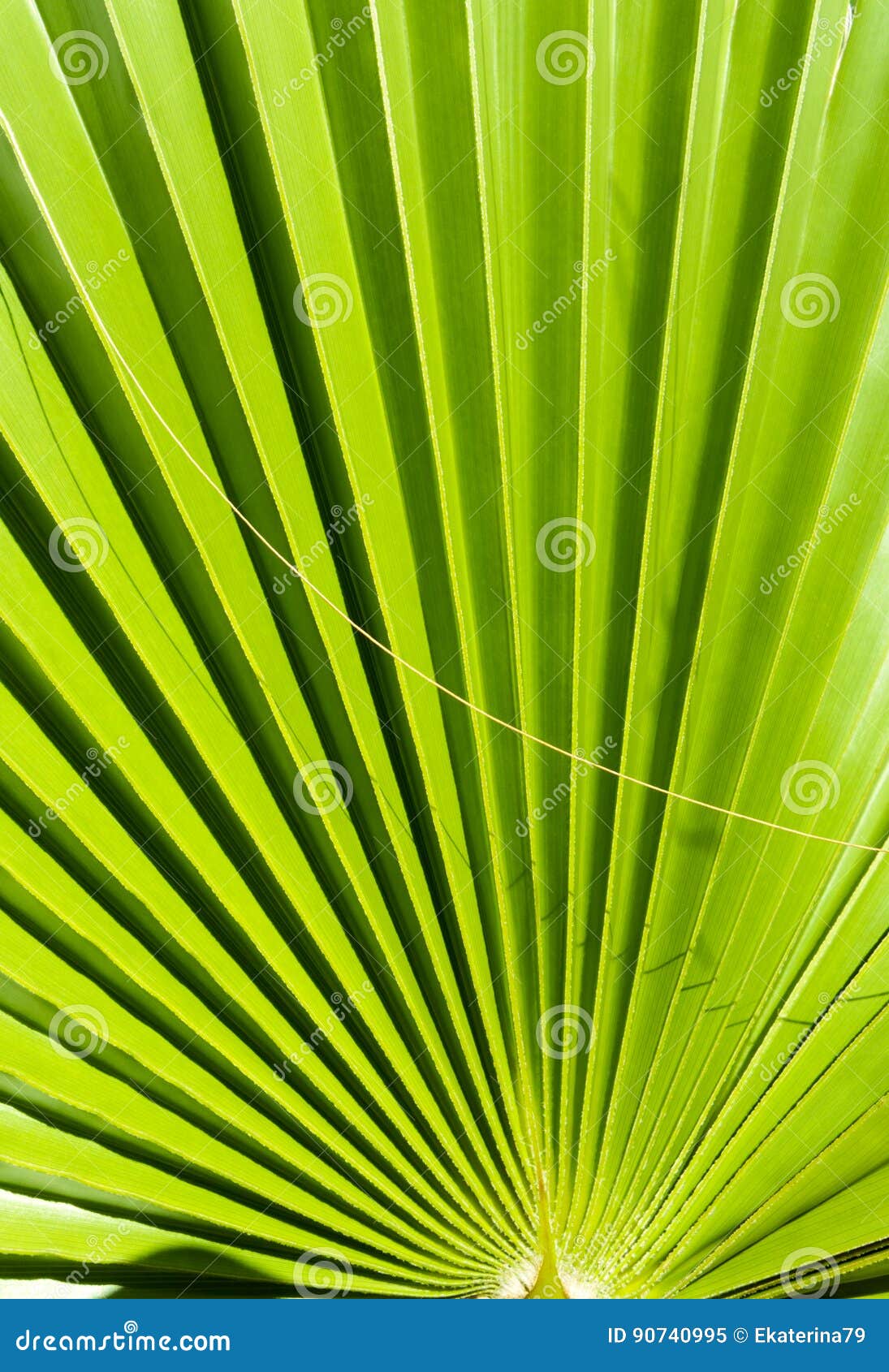 Tropical palm tree leaf stock image. Image of closeup - 90740995