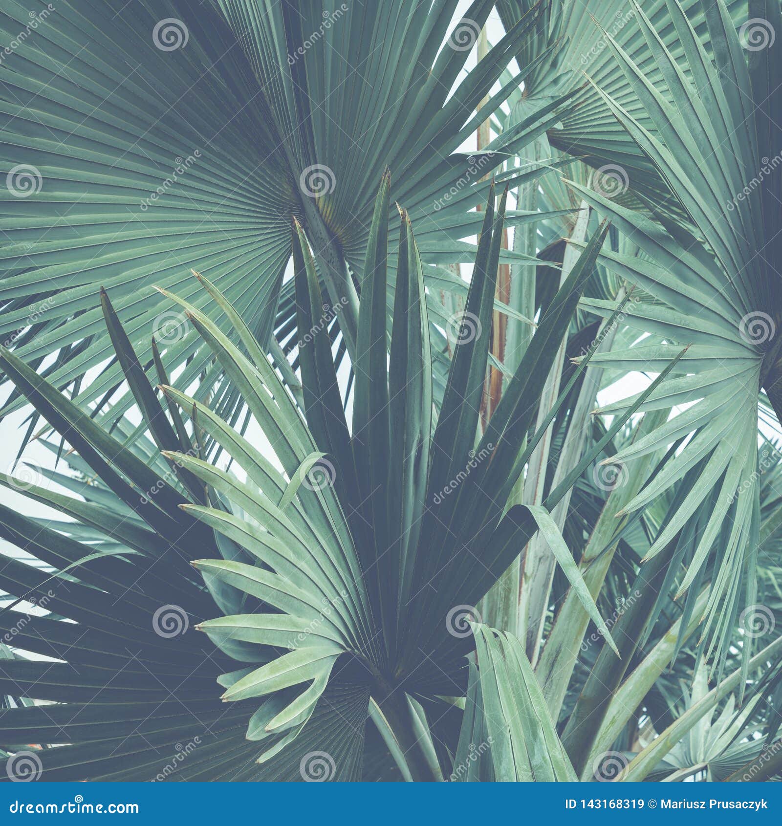 Tropical Palm Tree Leaves stock image. Image of plant - 143168319