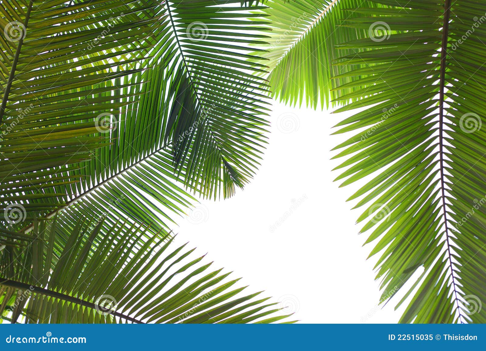 Tropical palm tree leaves stock image. Image of lush - 22515035