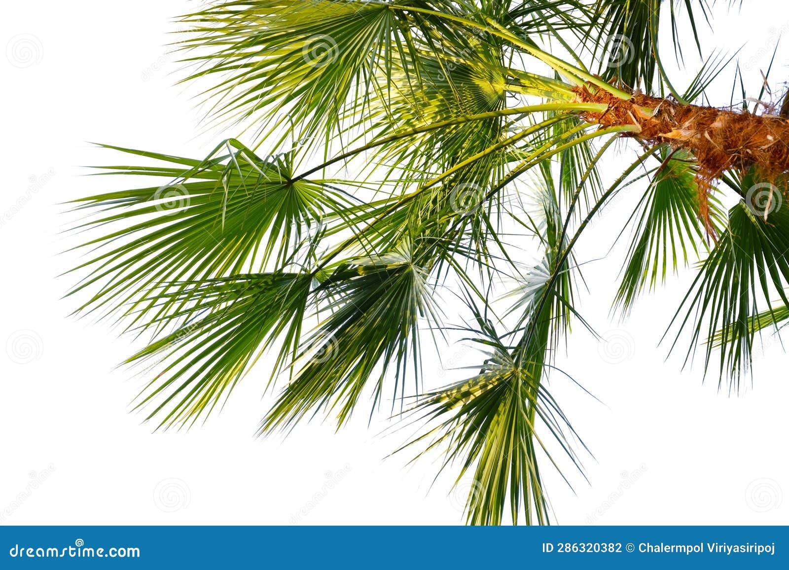 Tropical Palm Tree with Leaves and Branches on a Transparent Background ...