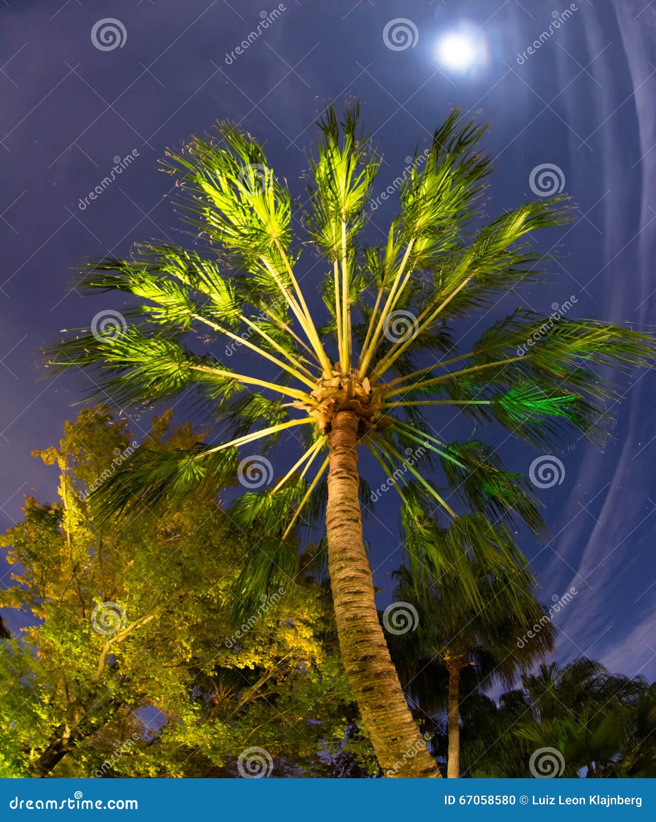 Tropical Palm Tree in the Moonlight Stock Photo - Image of moonlight ...