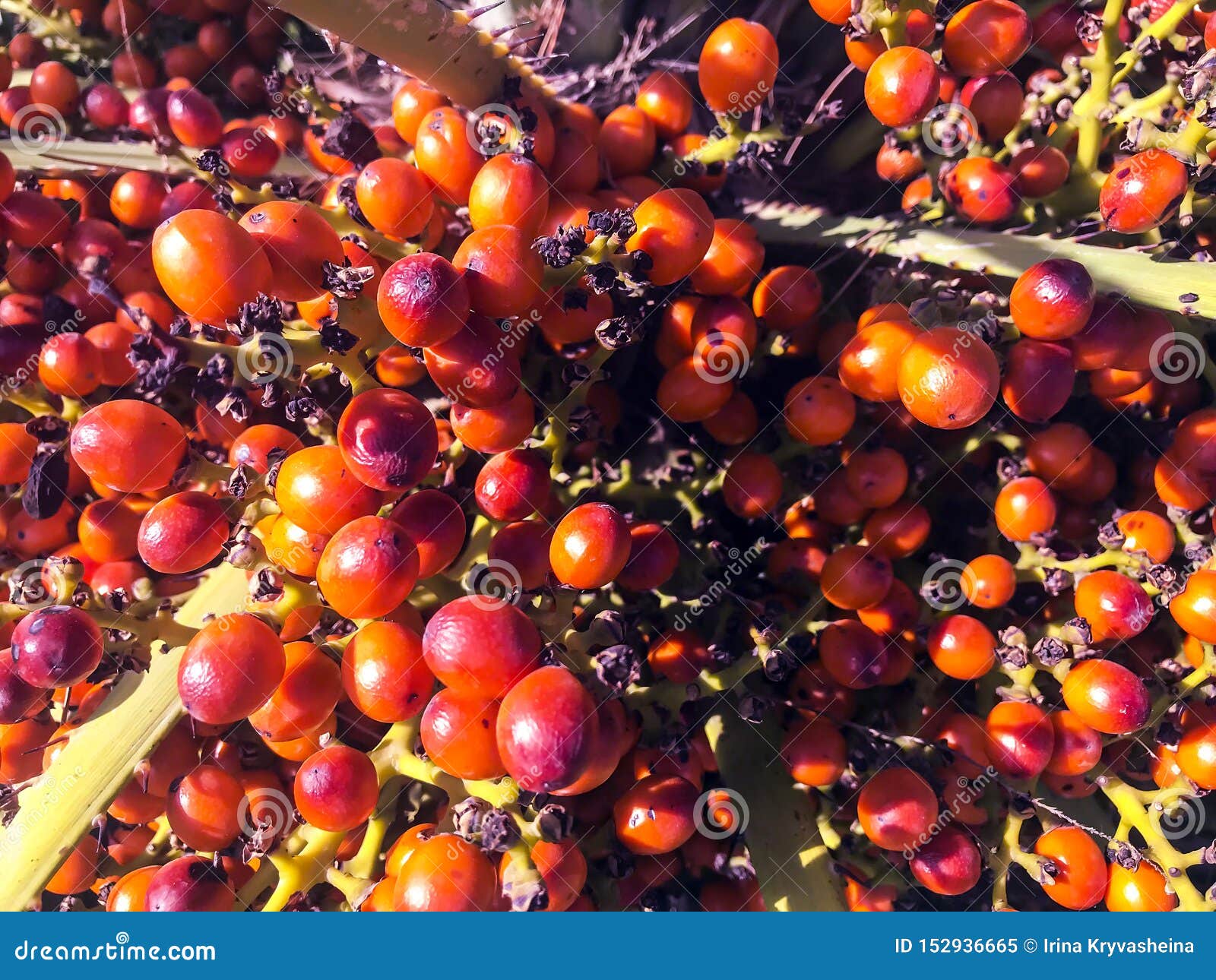 Tropical Palm Tree with Orange Fruits Stock Image - Image of fruit ...